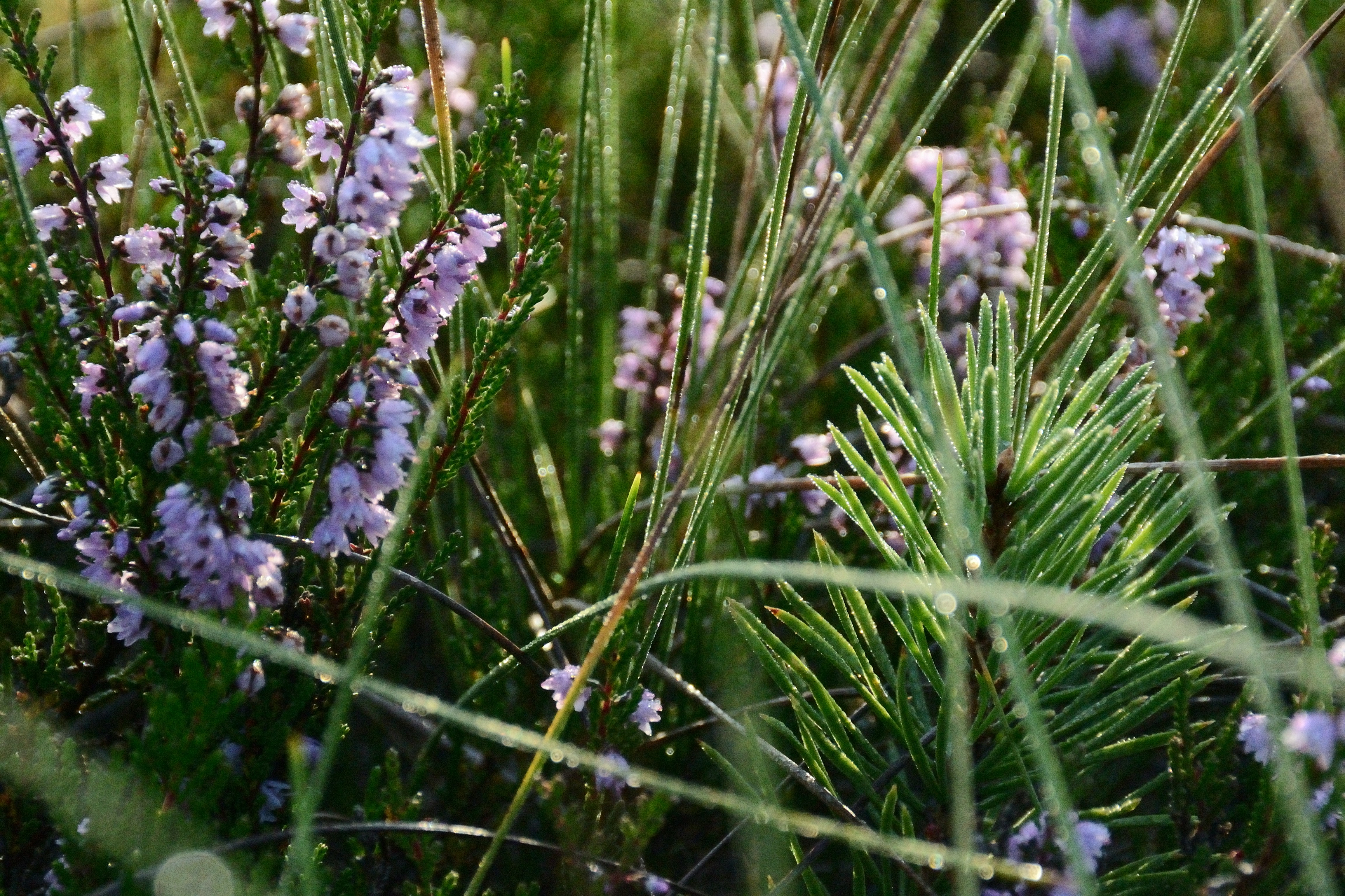 Lavender and pine in sun-dappled wild