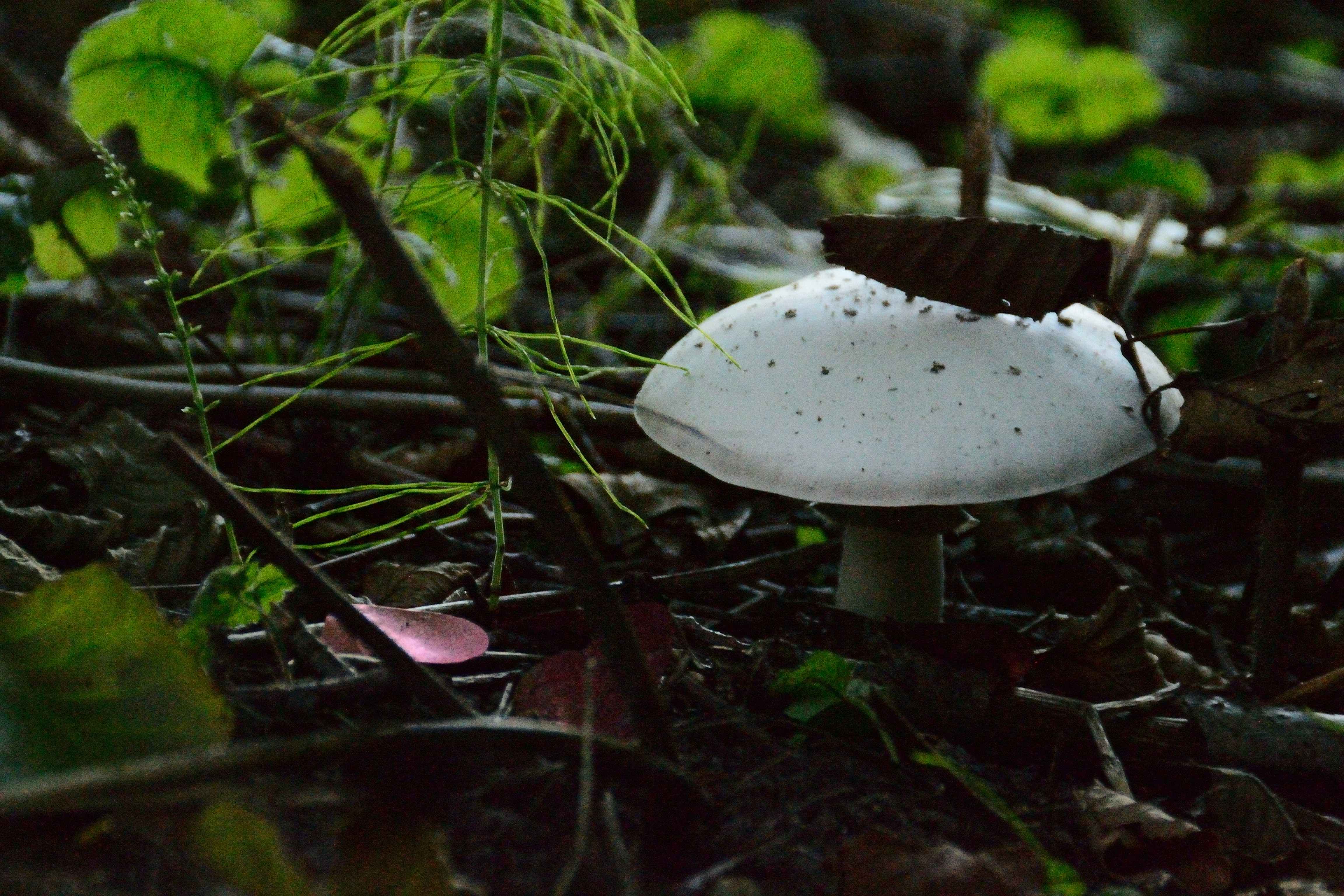 Toadstool Against the Understory: A Quiet Forest Communion