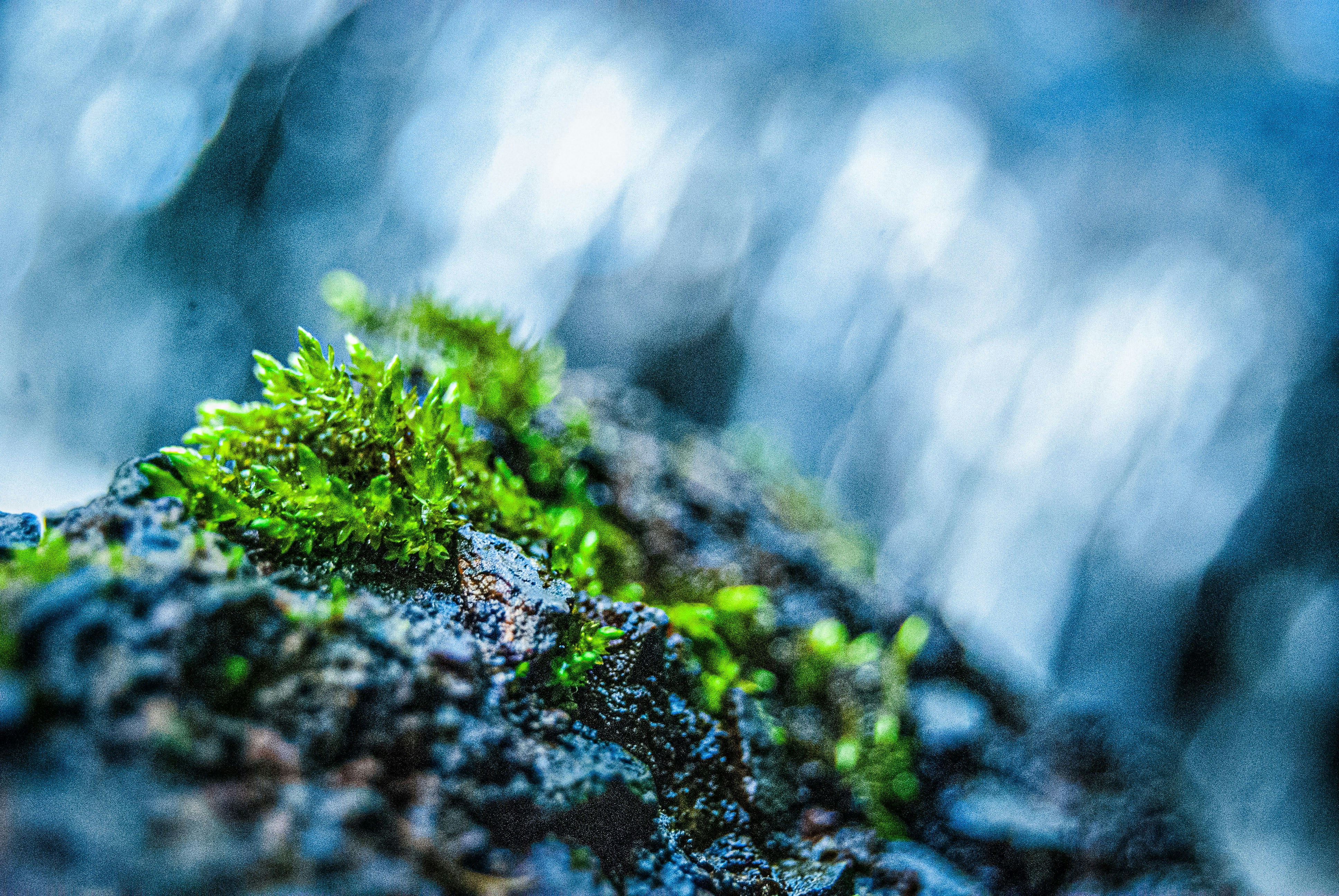 Emerald Moss on a Crag: A Micro Landscape in Blue-Soaked Light