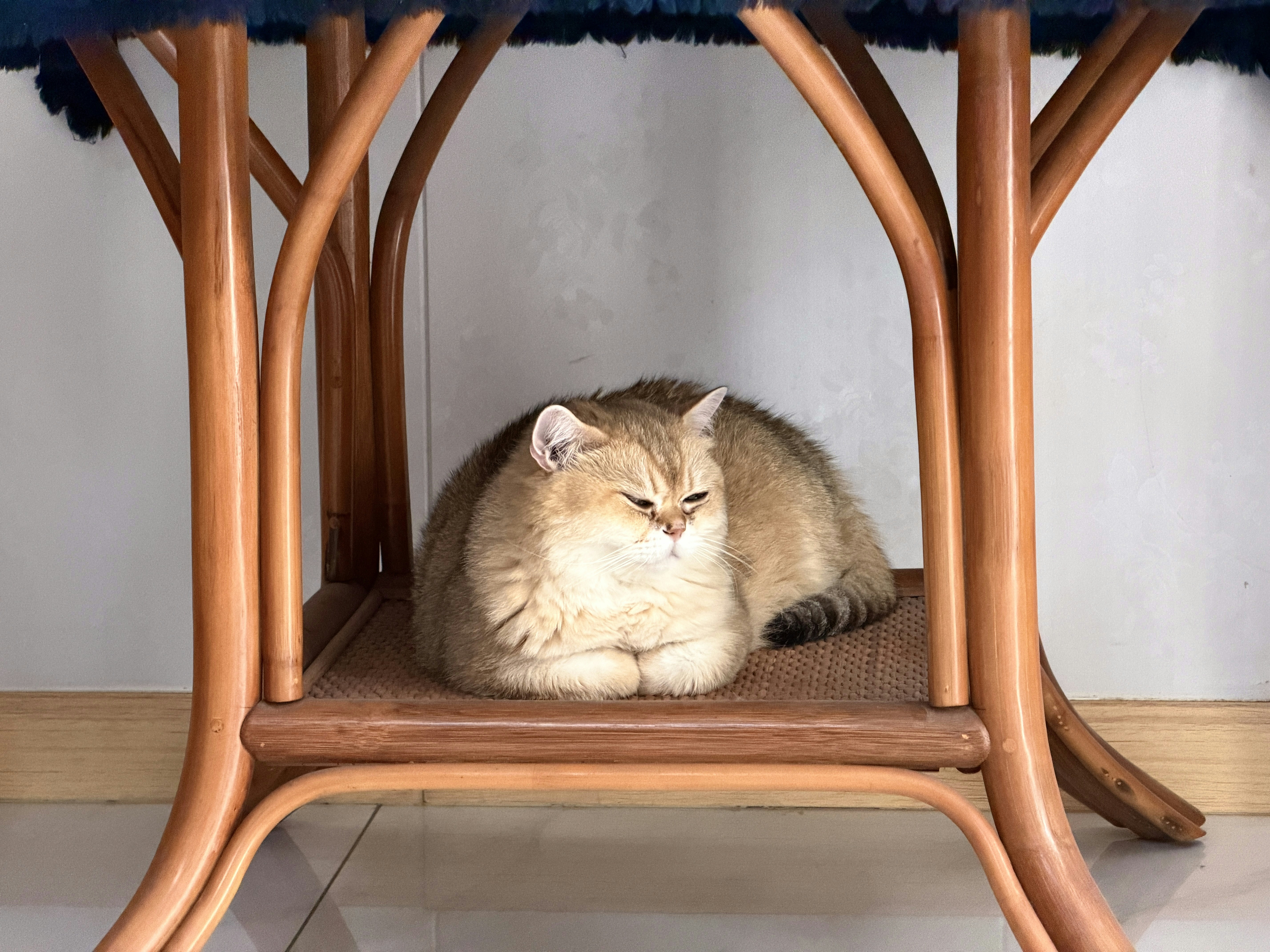 Cozy Domestic Moment: Feline Vigil in a Wooden Chair Nook