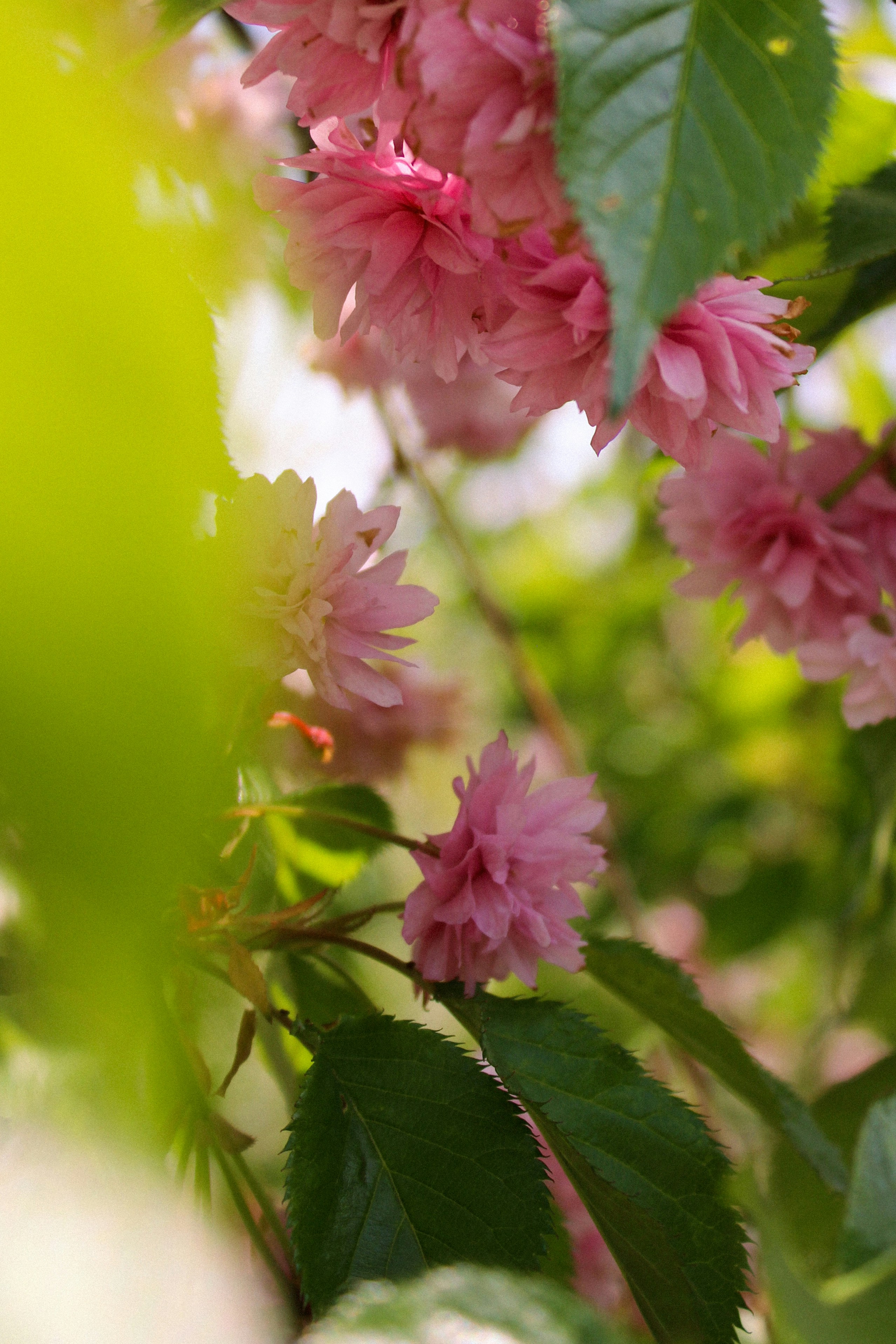 Soft pink blossoms peek through blurred green leaves, creating a dreamy garden close-up with a shallow depth of field.