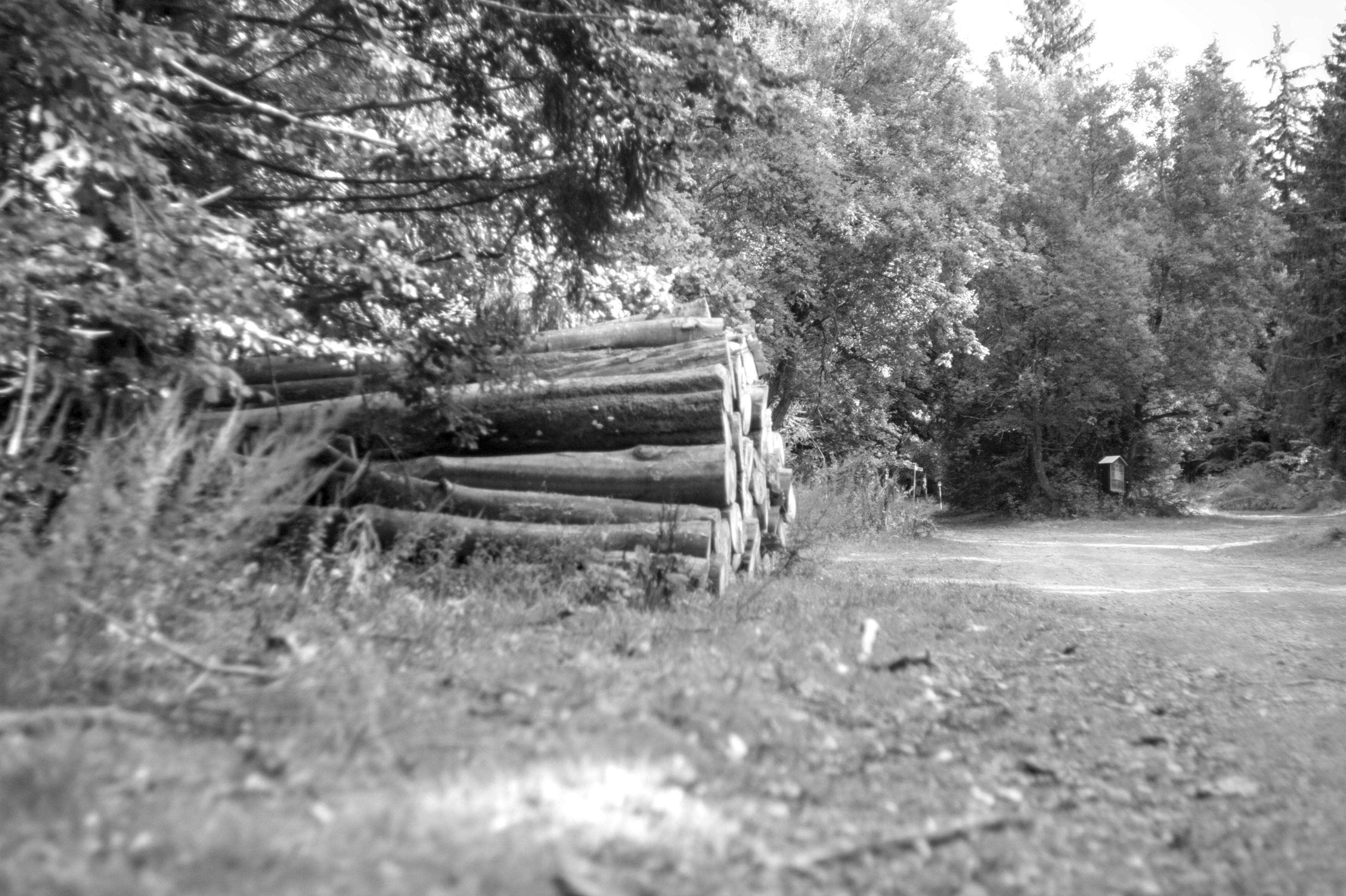 Stacks of Timber by a Forest Path