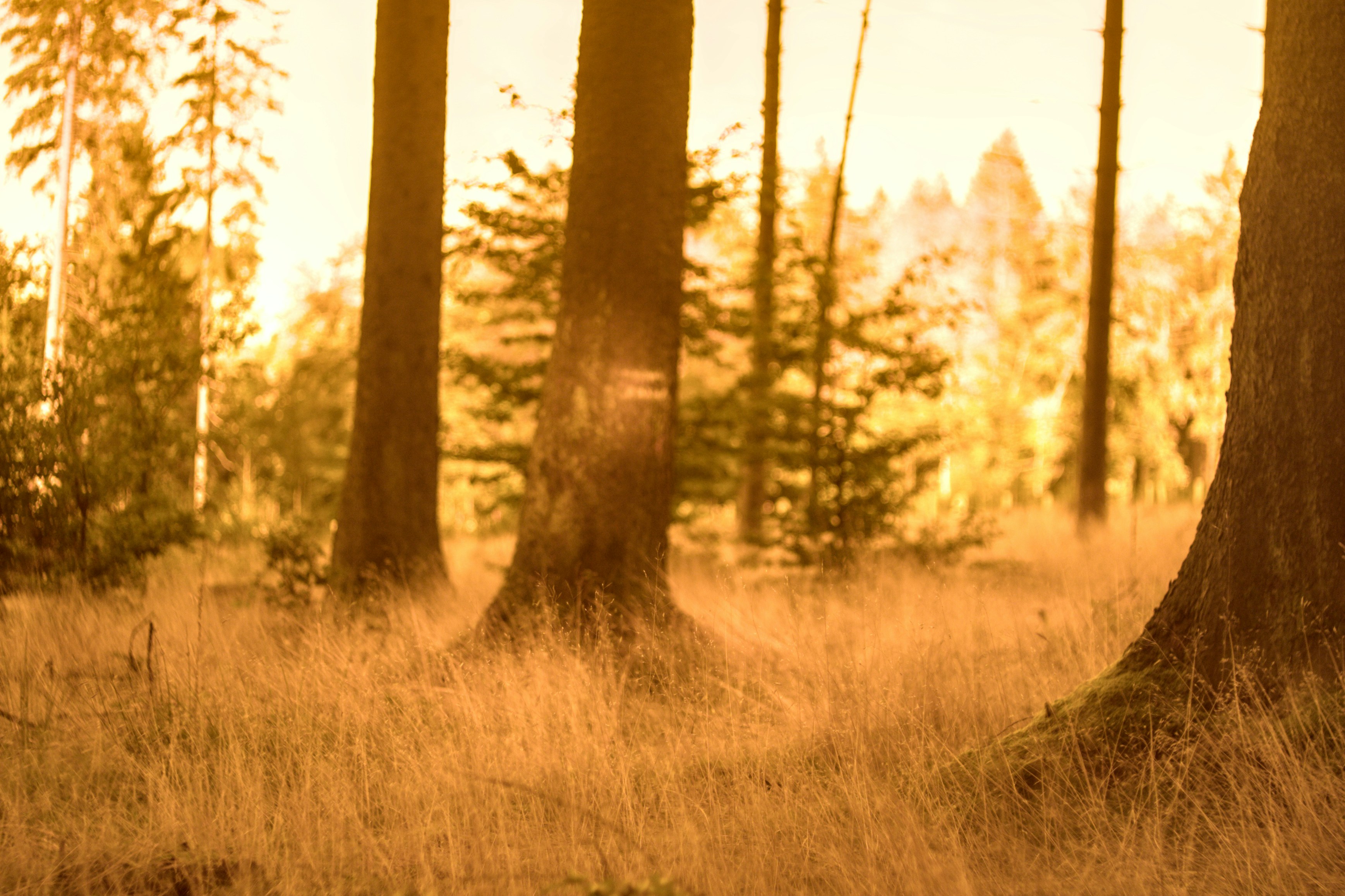 Golden Forest Whisper: A Quiet Glade in Amber Light