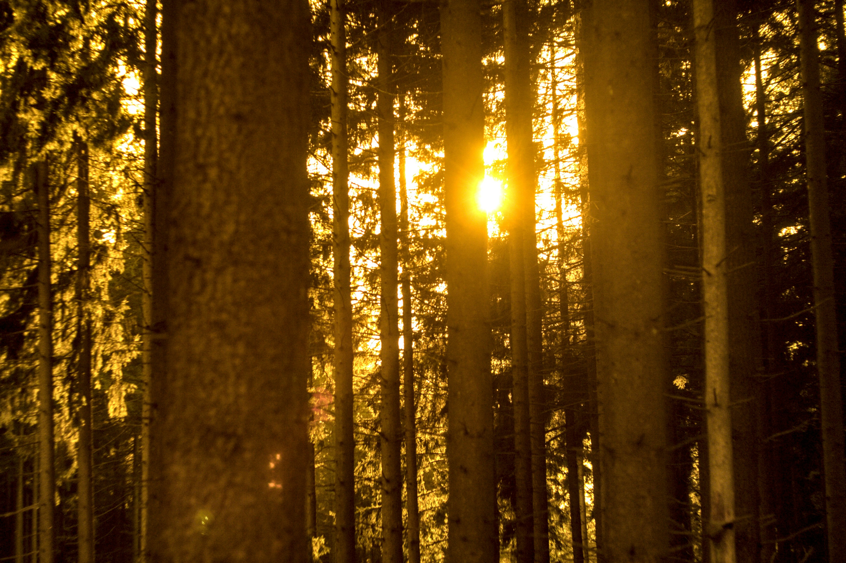 Sunlit Embers Through Silent Pines