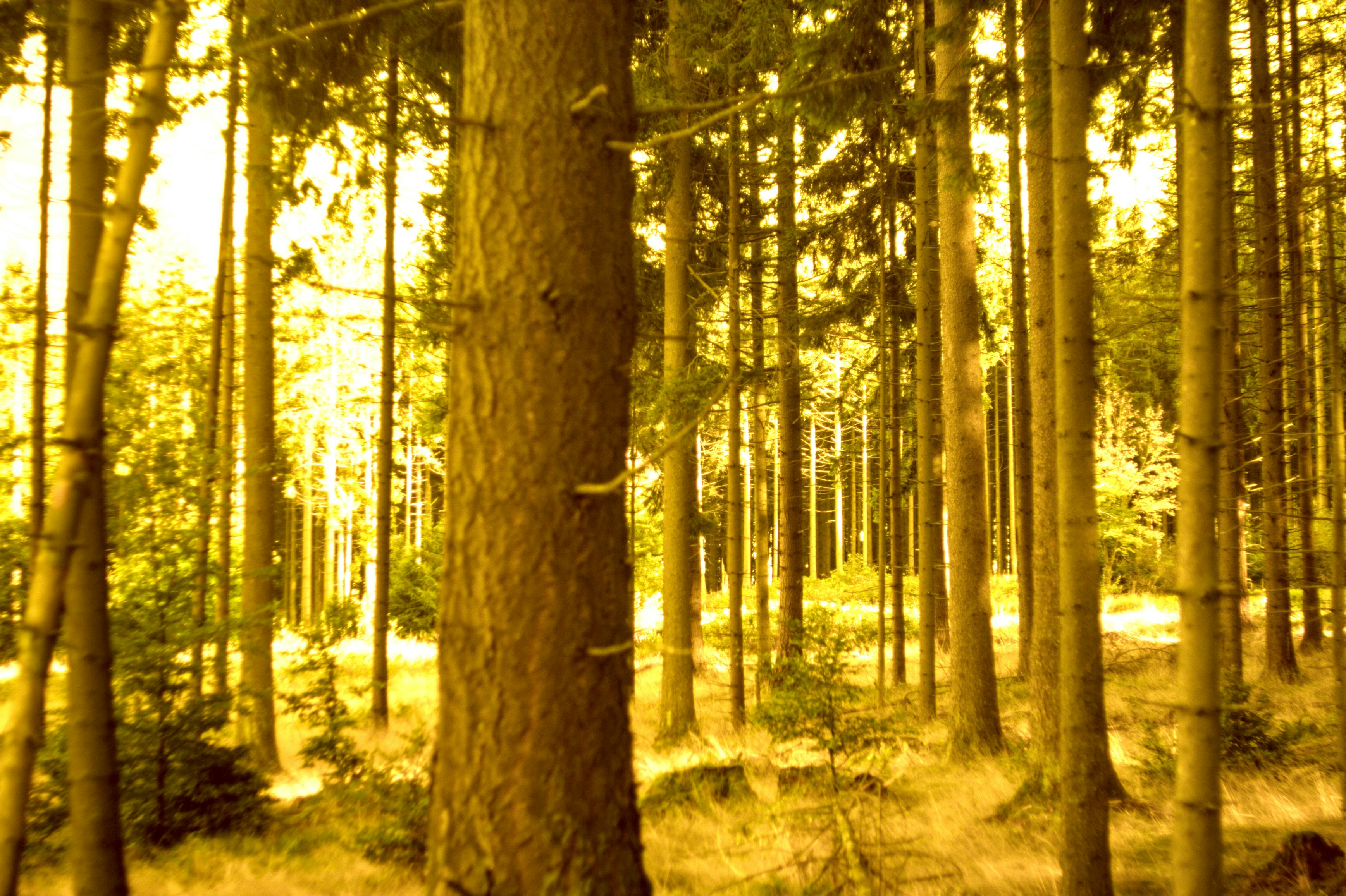 Sunlit Pines: A Quiet Corridor of Trees