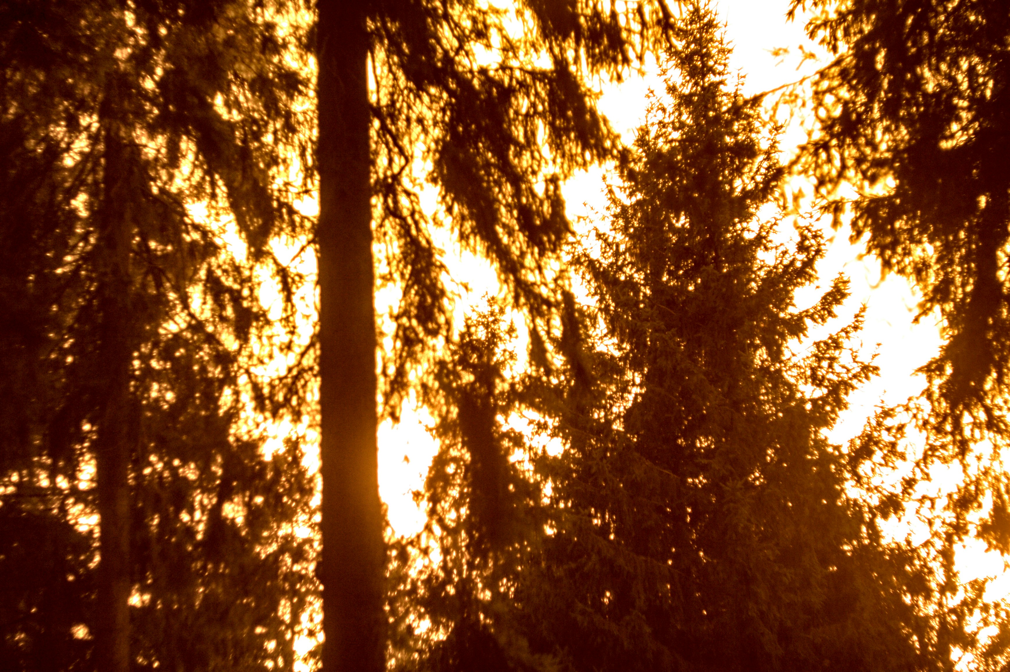 Sunlit Pines: A Warm Silhouette Through Forest Canopy