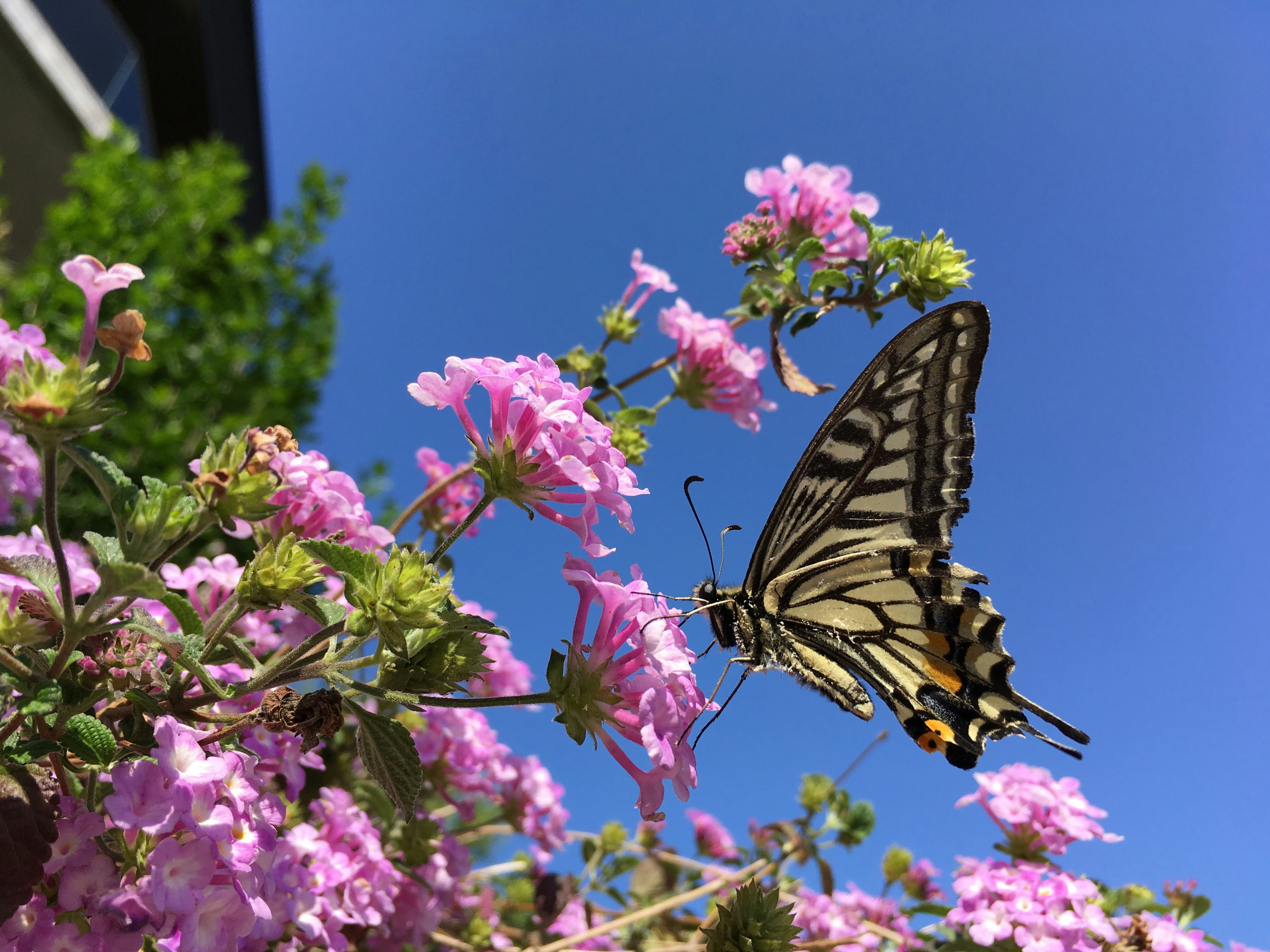 Butterfly on Pink Blooms Against Clear Blue Sky