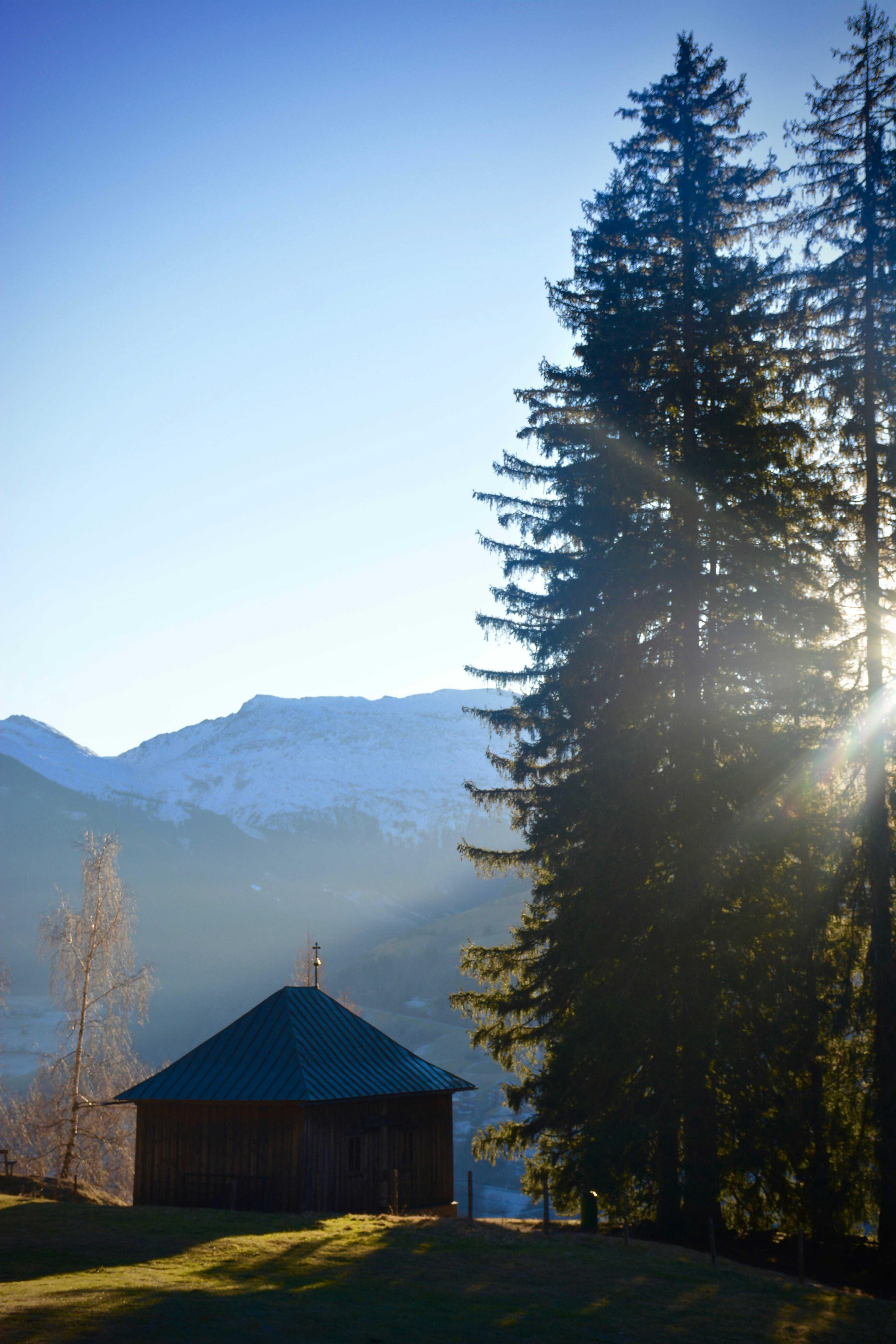 Sunlit Pines and Mountain Cabin