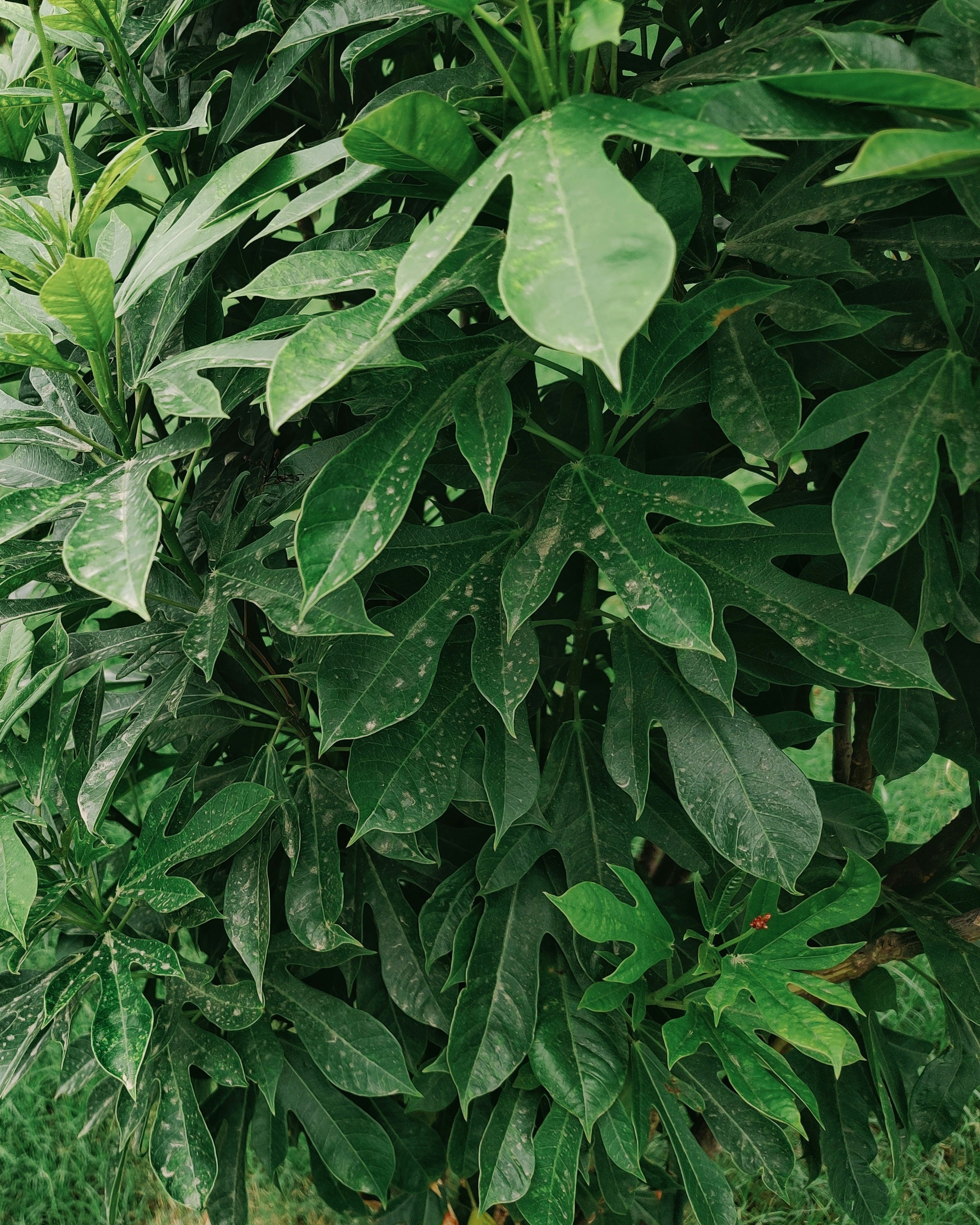 Close-up of dense, variegated green leaves creating a textured, natural backdrop. The image emphasizes rich foliage and leaf patterns without a central subject, suitable for a nature texture or background. (Logo/illustration not present).