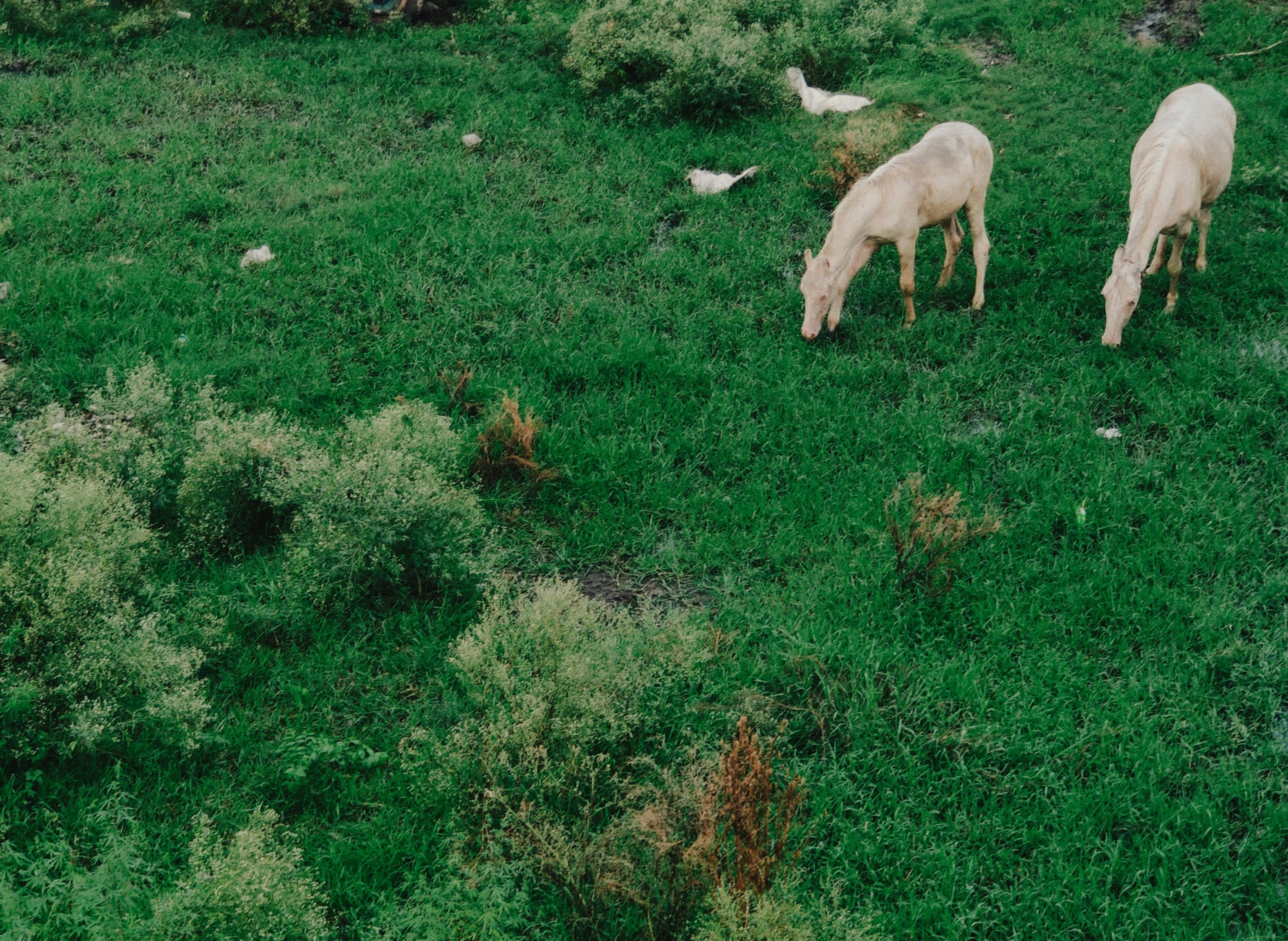 Pasture-Graze: A Quiet Moment with Sheep in Green Field