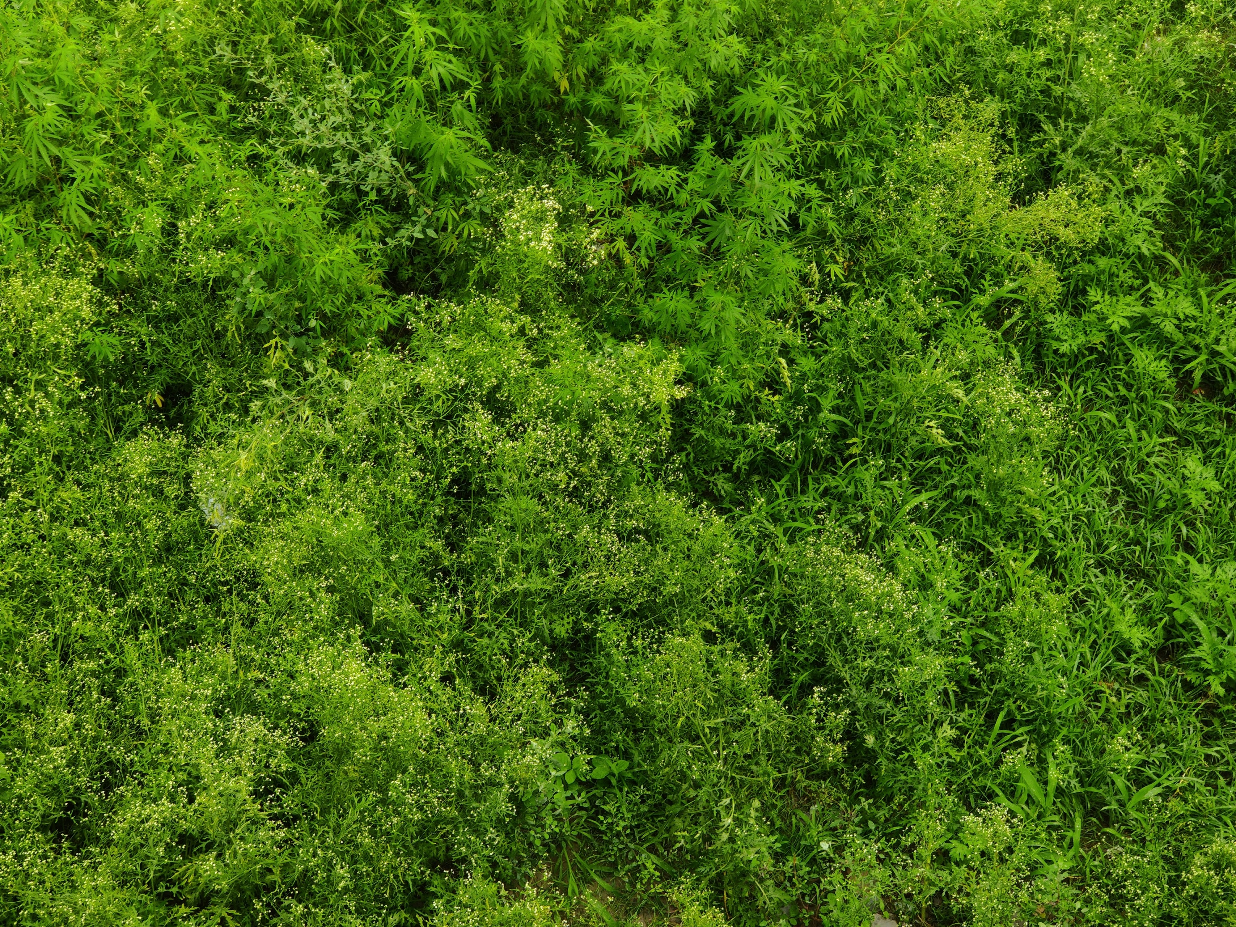 Verdant Canopy: A Sea of Green Foliage from Above