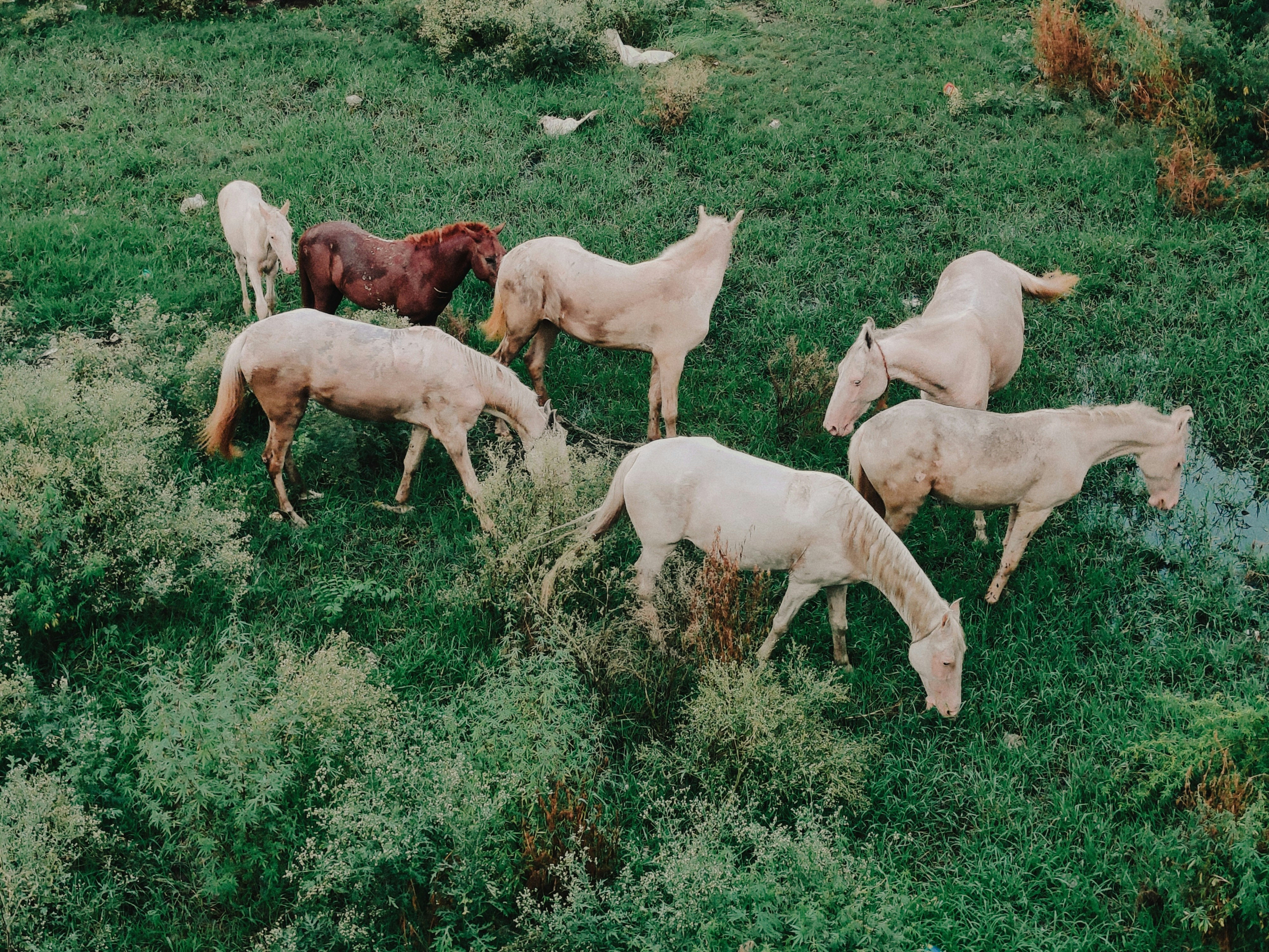 Herd in Meadow: Light Grazing beneath a Dappled Sky