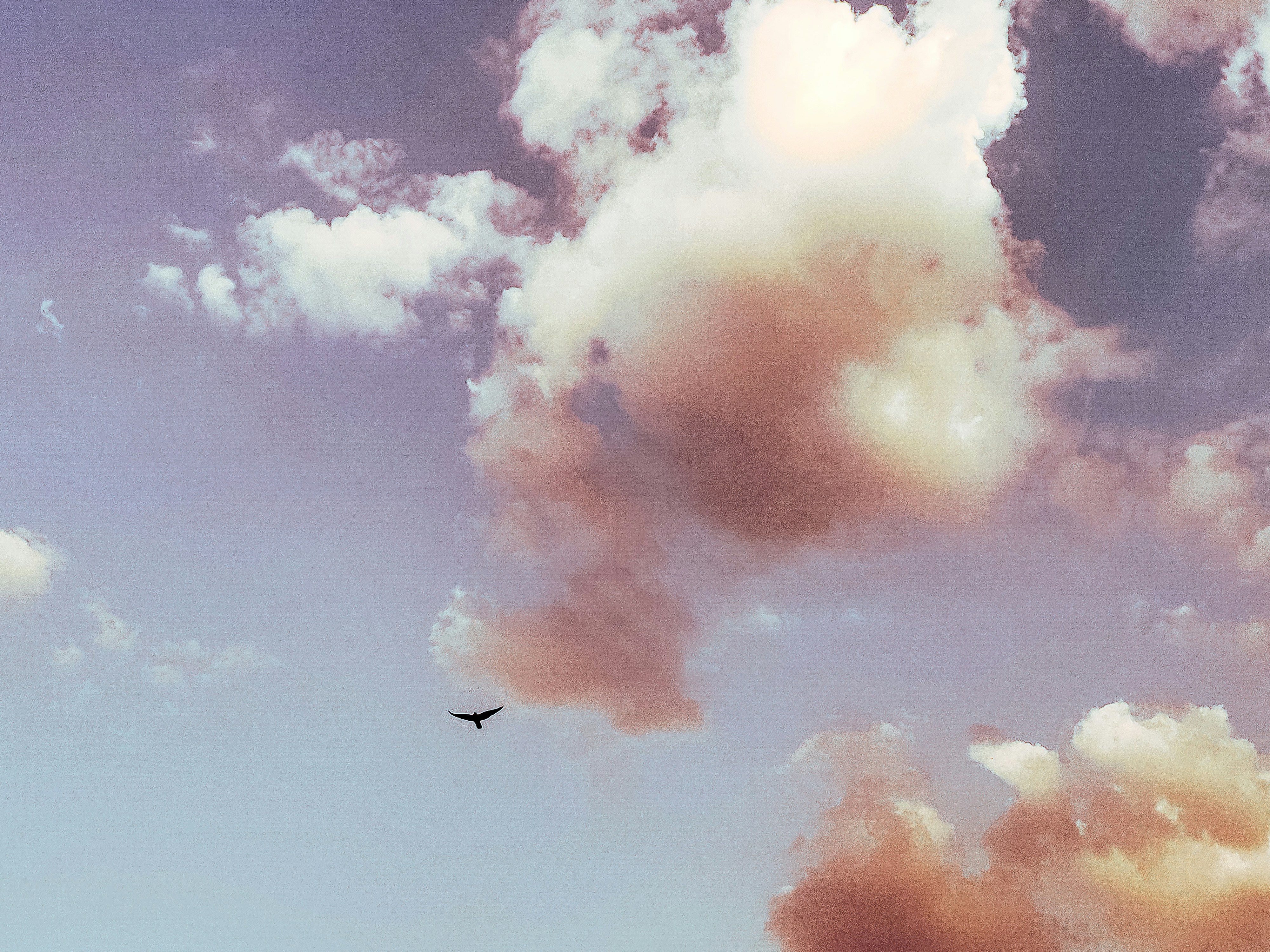 Azure Sky, Flaming Cloud: A Lone Bird under Warm Suburban Light