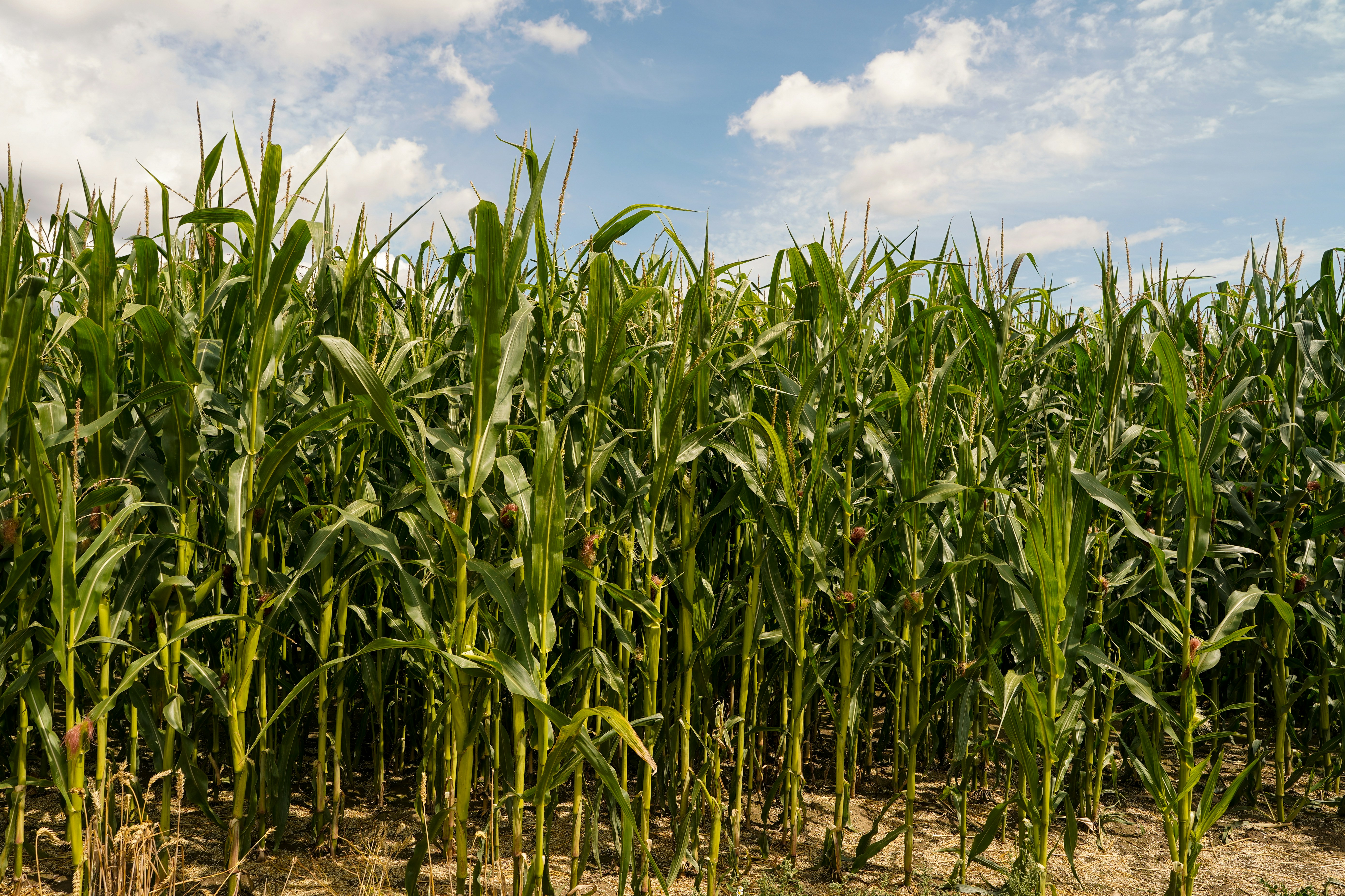 Rows of Green Corn Under a Bright Sky
