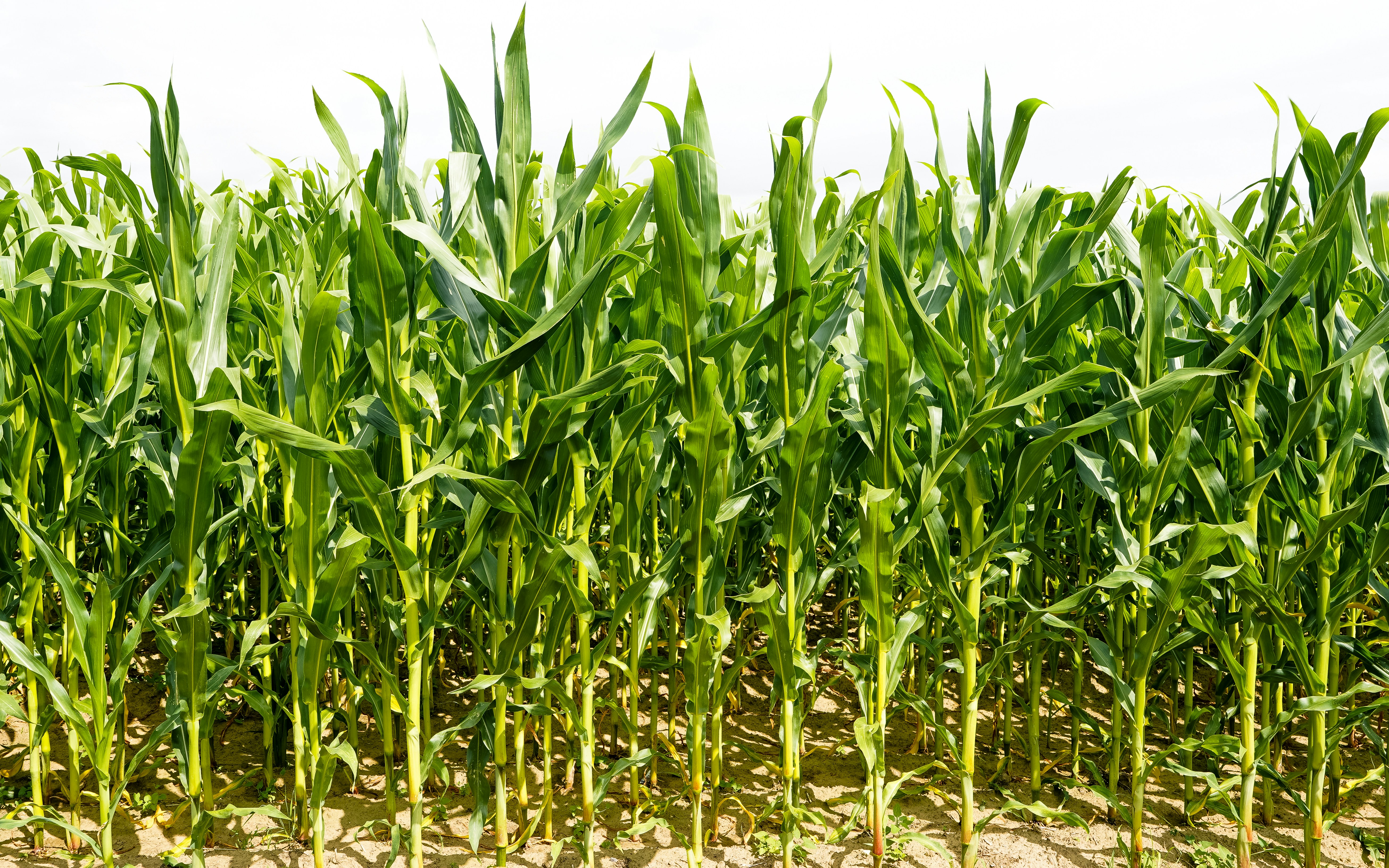 Verdant Corridor: A Line of Corn Reaching for the Sky