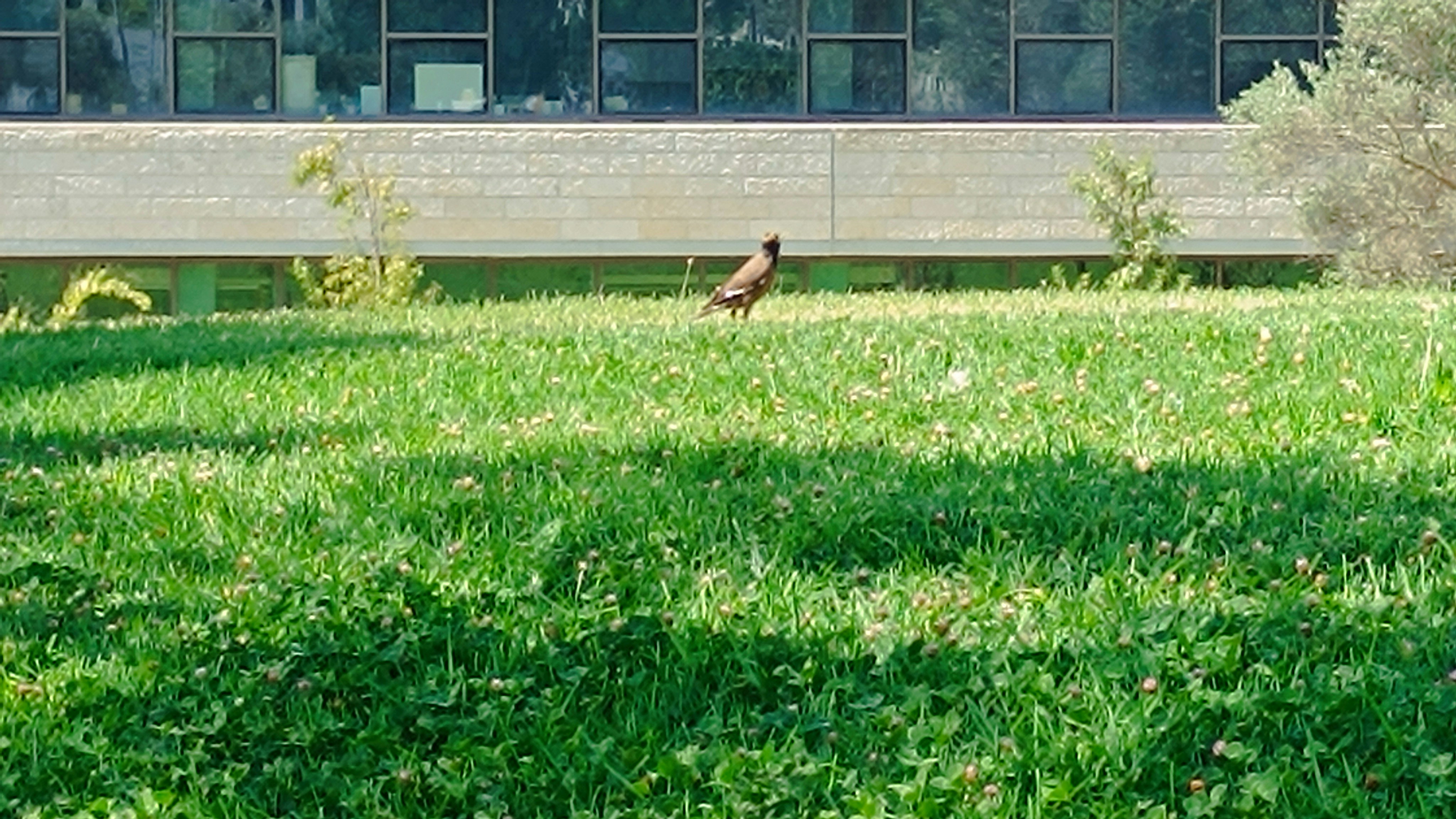 Lone Bird in a Quiet Green Corridor