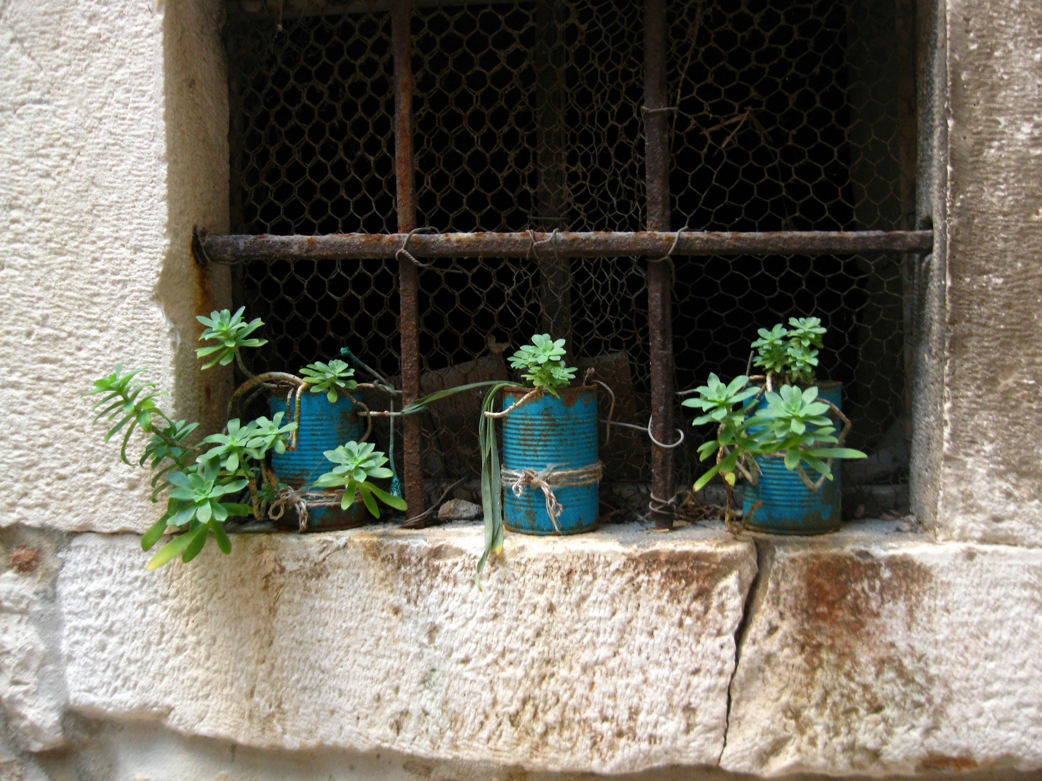 Row of weathered potted herbs on a rough stone sill behind a rusty barred window