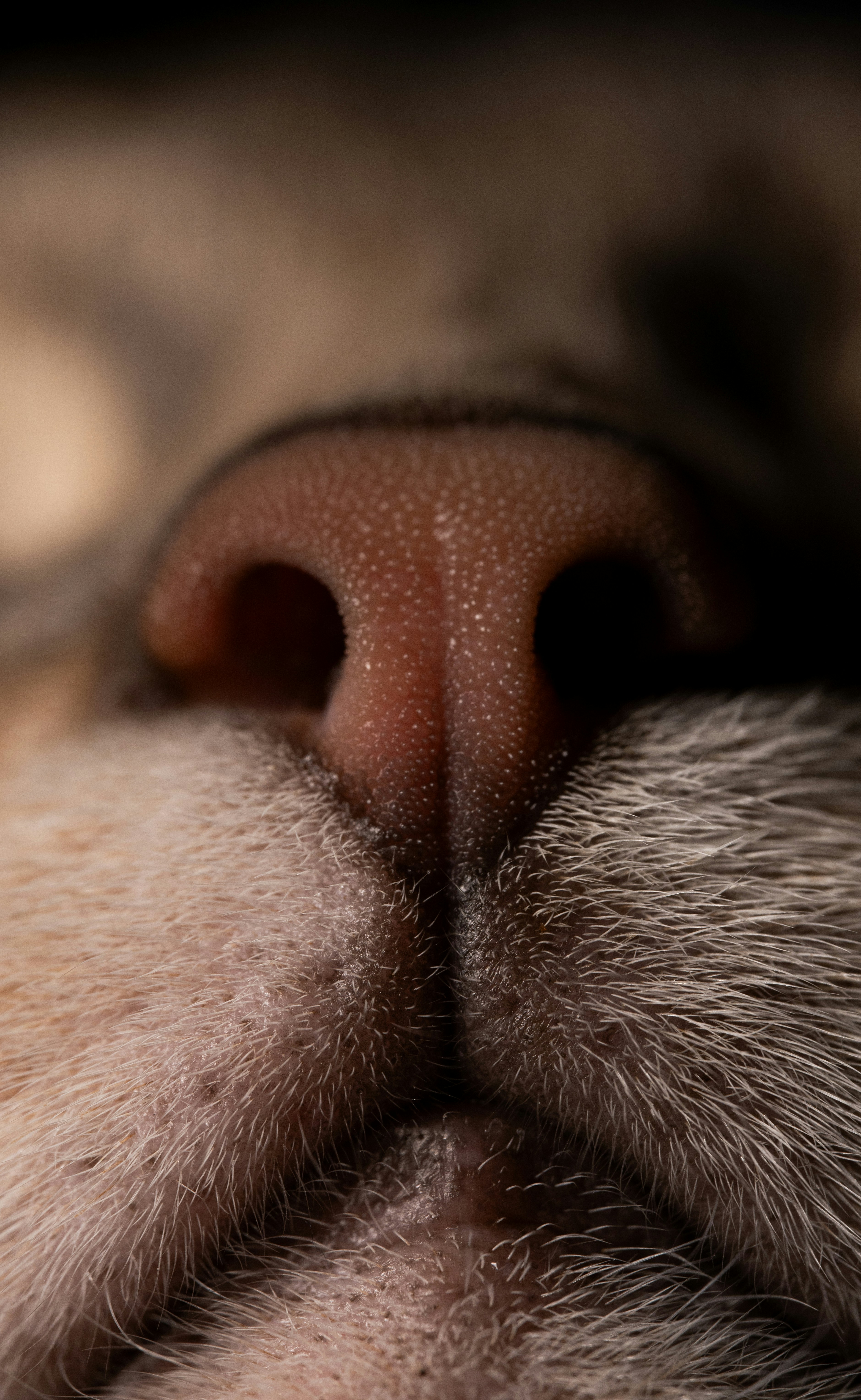 Close-Up Snout: A Gentle Portrait in Micro Detail