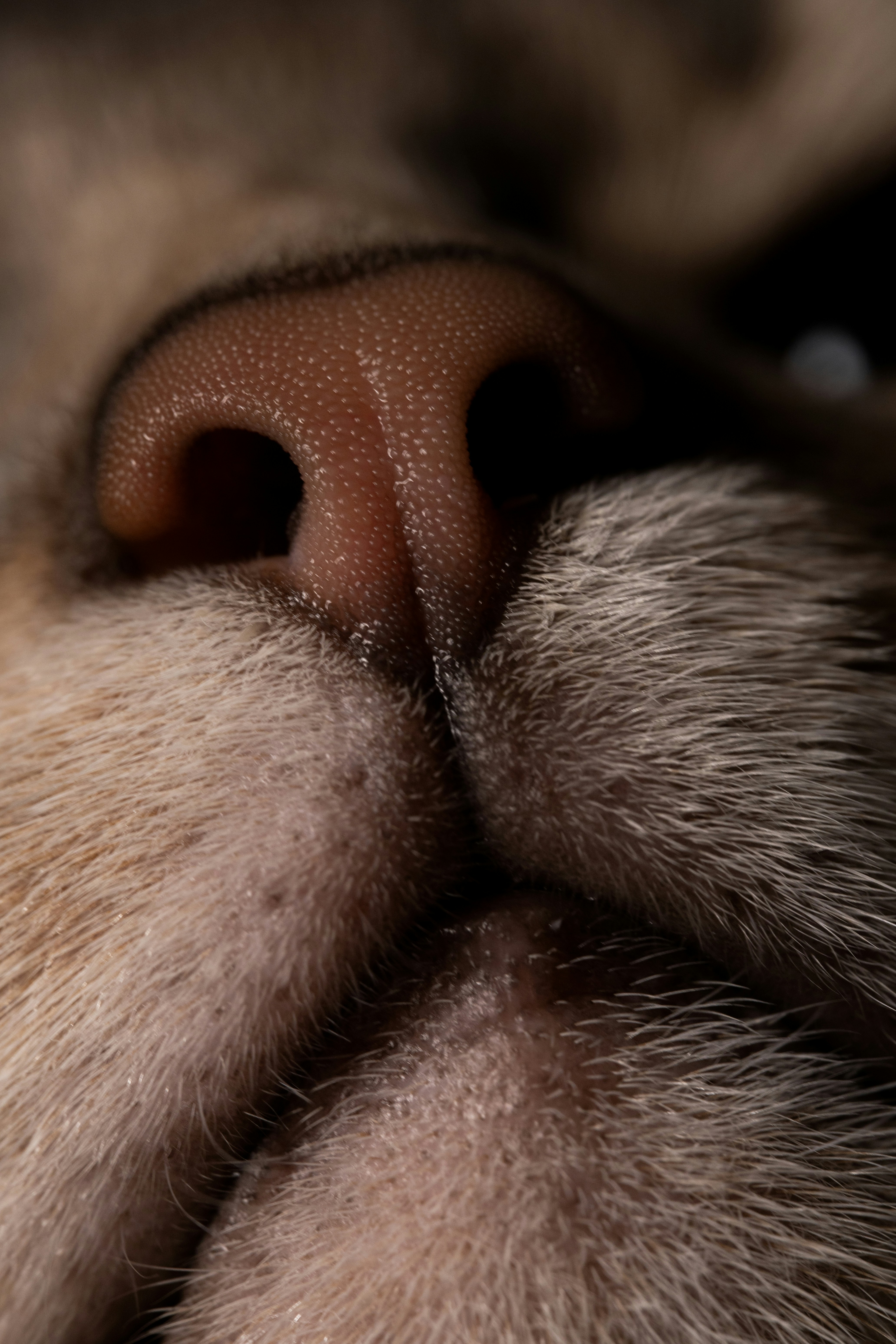 Nose-to-nose: A Micro View into a Dog's Snout