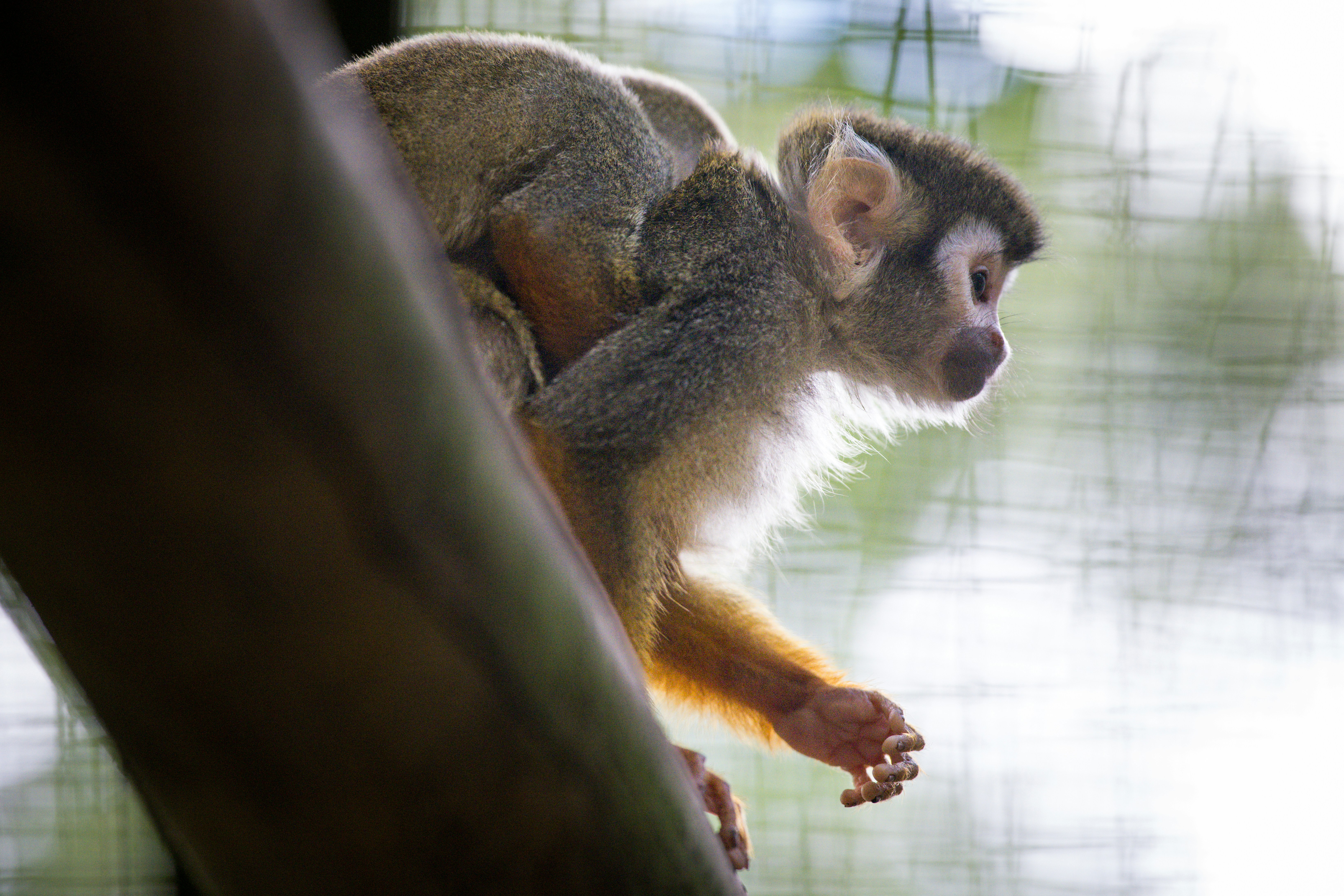 A small monkey clings to a branch, peering outward through a lattice enclosure; soft backlight highlights its fur while background blur emphasizes the subject.