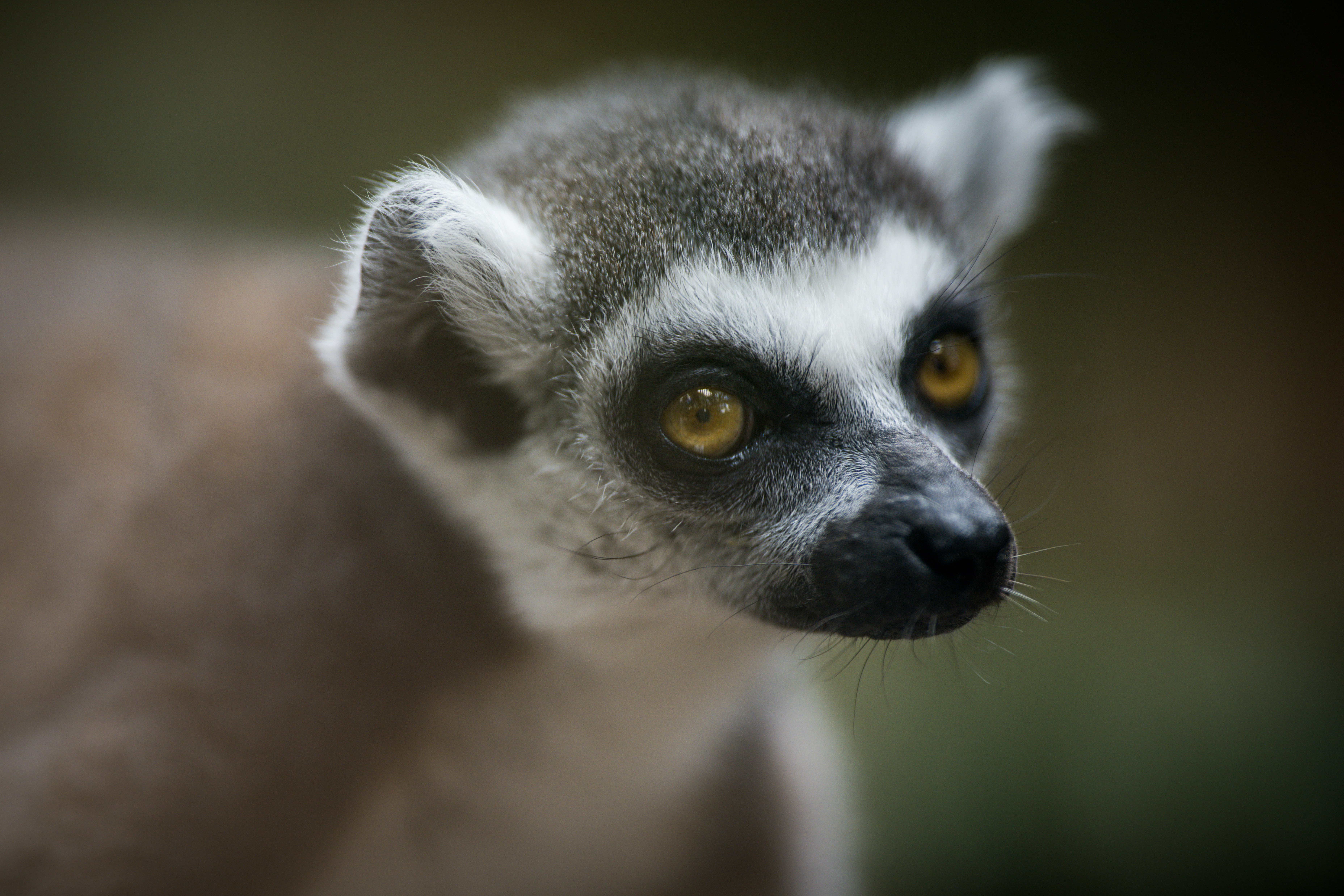 Focused Gaze: A Portrait of a Lemur in Soft Evening Light