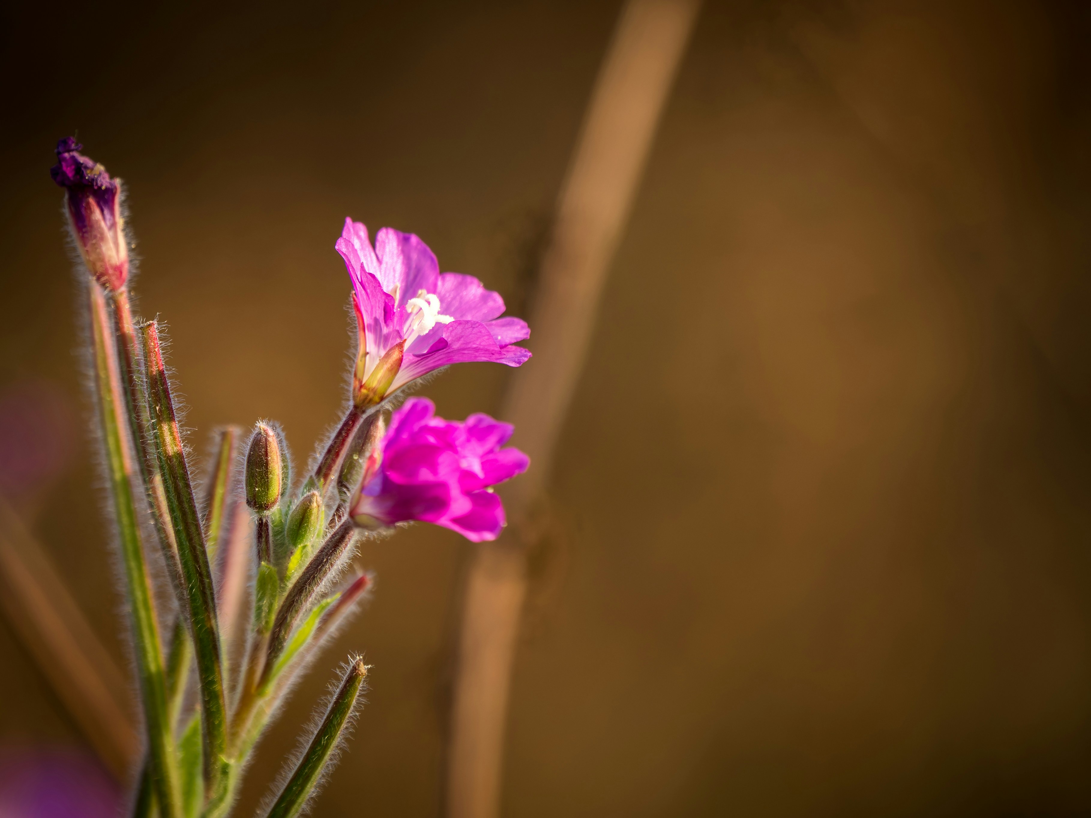 Vivid Pink Blooms in Soft Bokeh