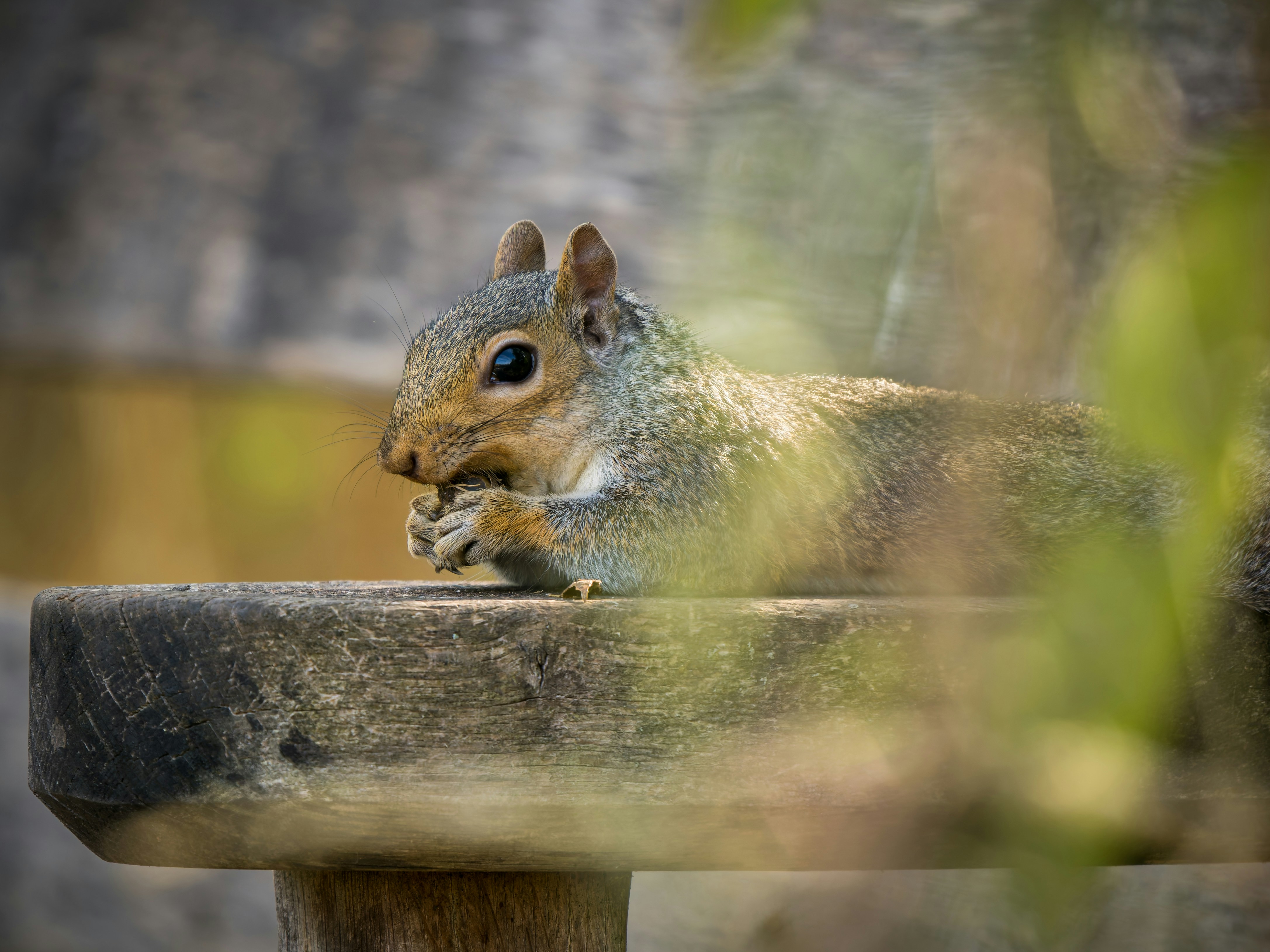 Quartered Snack: A Squirrel Locks Gaze on the Creaking Bench