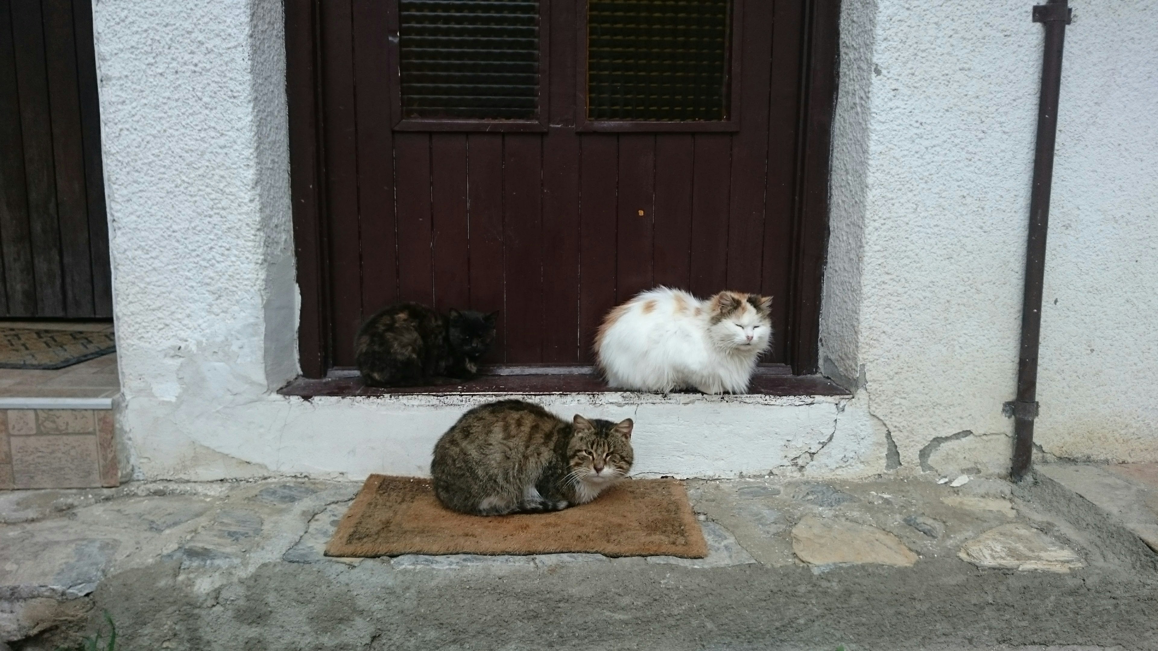 Two cats rest on a stone doorstep in front of a dark doorway, with one on a brown mat and the other perched on the step near a white wall and textured steps.