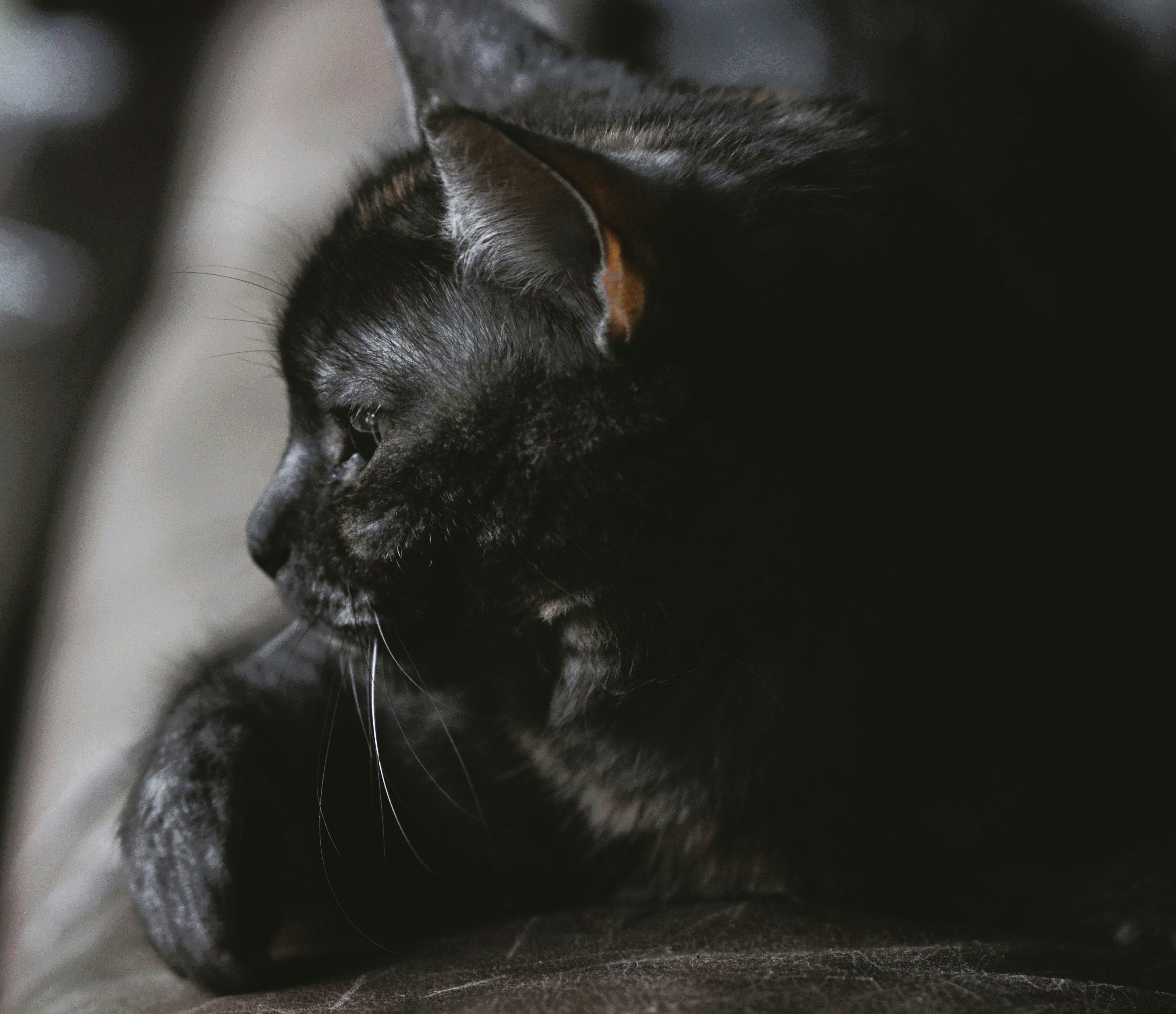 A black cat rests in a dimly lit interior, its face in profile and whiskers visible against a dark backdrop.