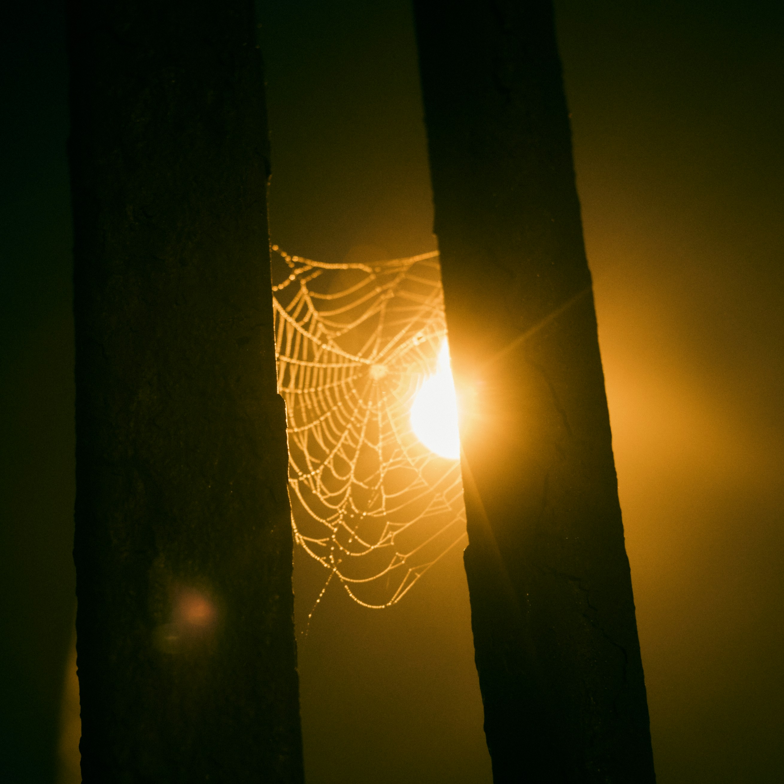 Moonlit Web Between Two Pillars