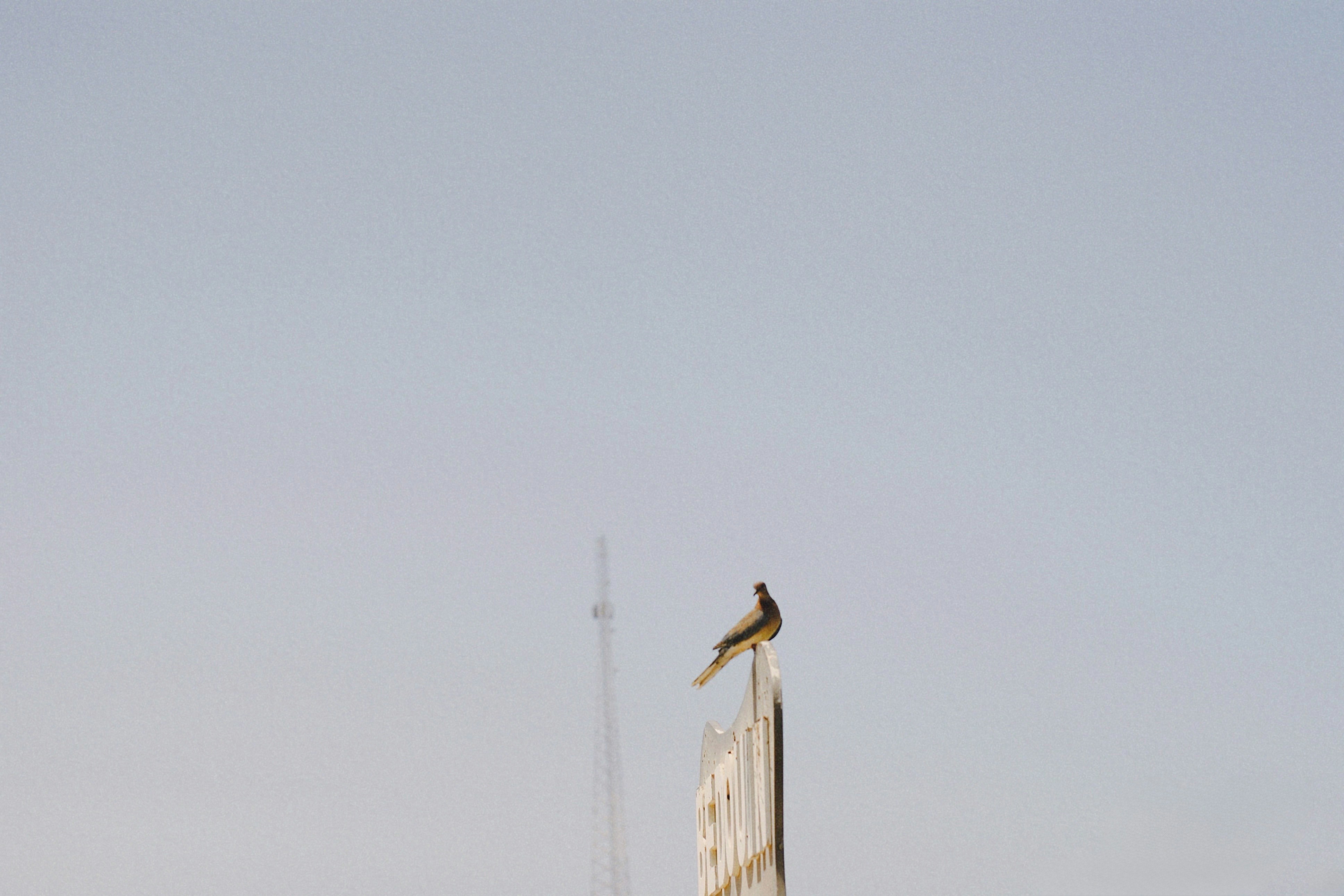Bird Perched on a Mast Above a Quiet Horizon