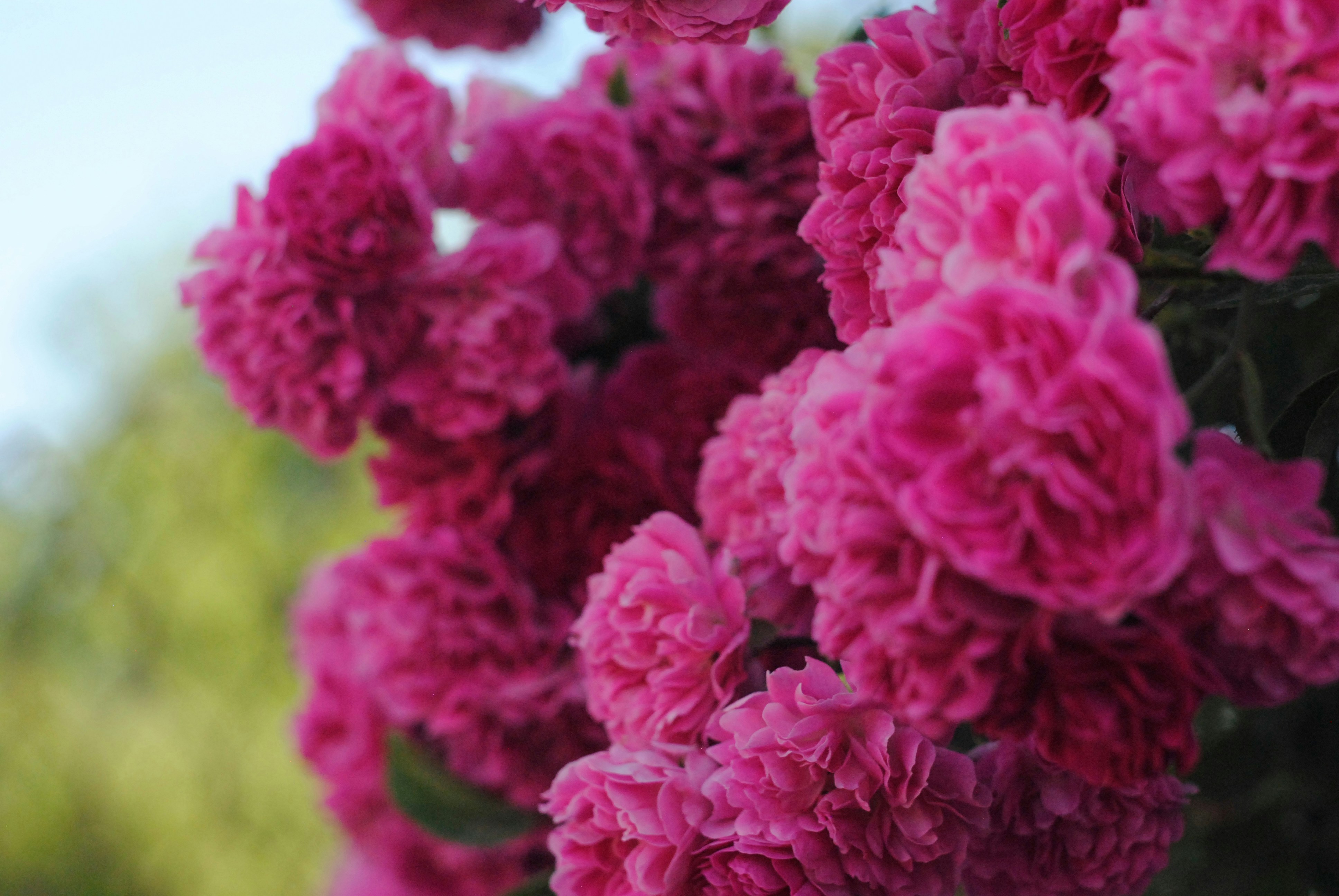 Crimson Cascade: Close-Up of Ruffled Rosy Blooms