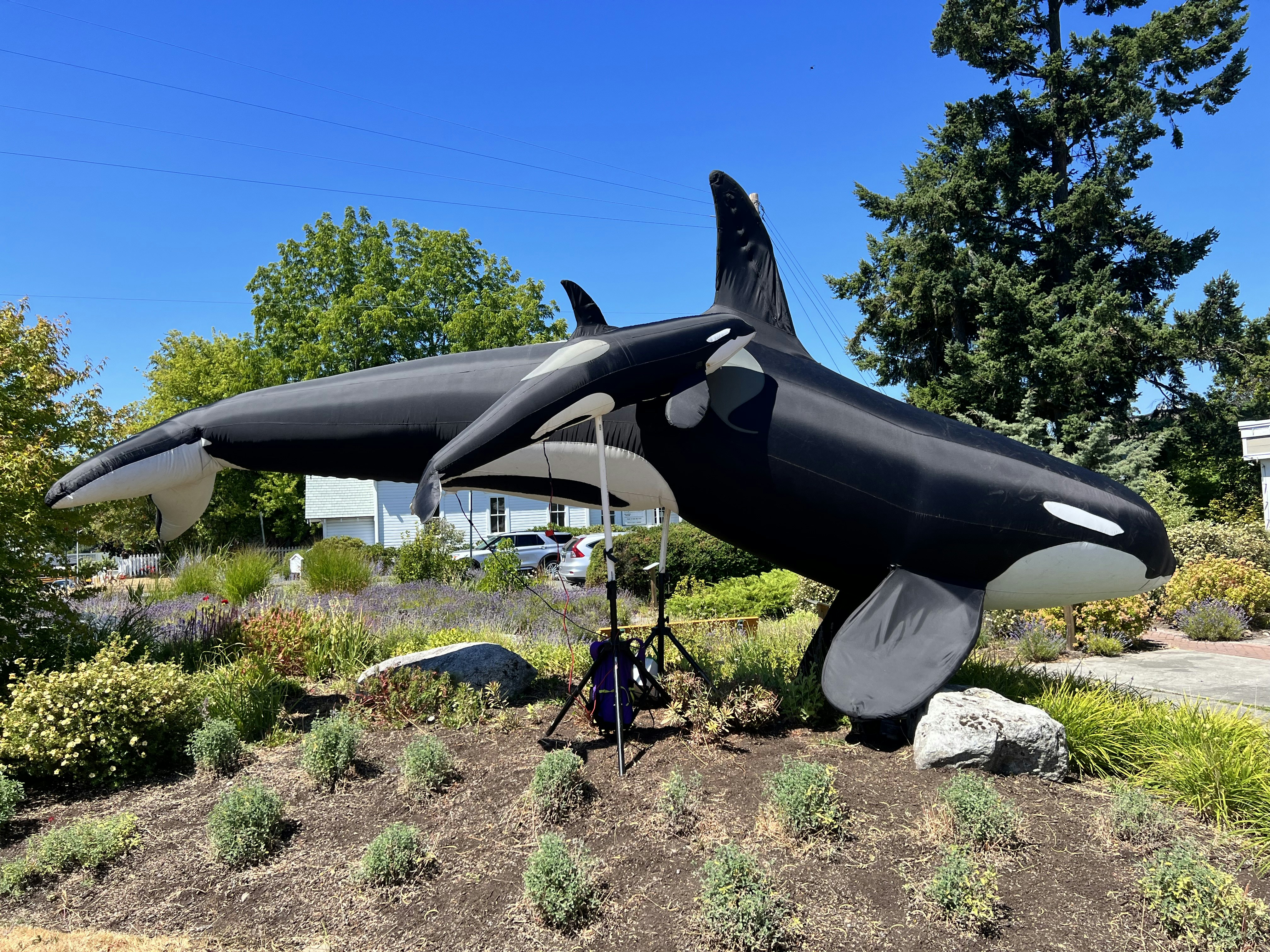 Sculpted orca sculpture in a landscaped outdoor area with surrounding plants and small boulders.