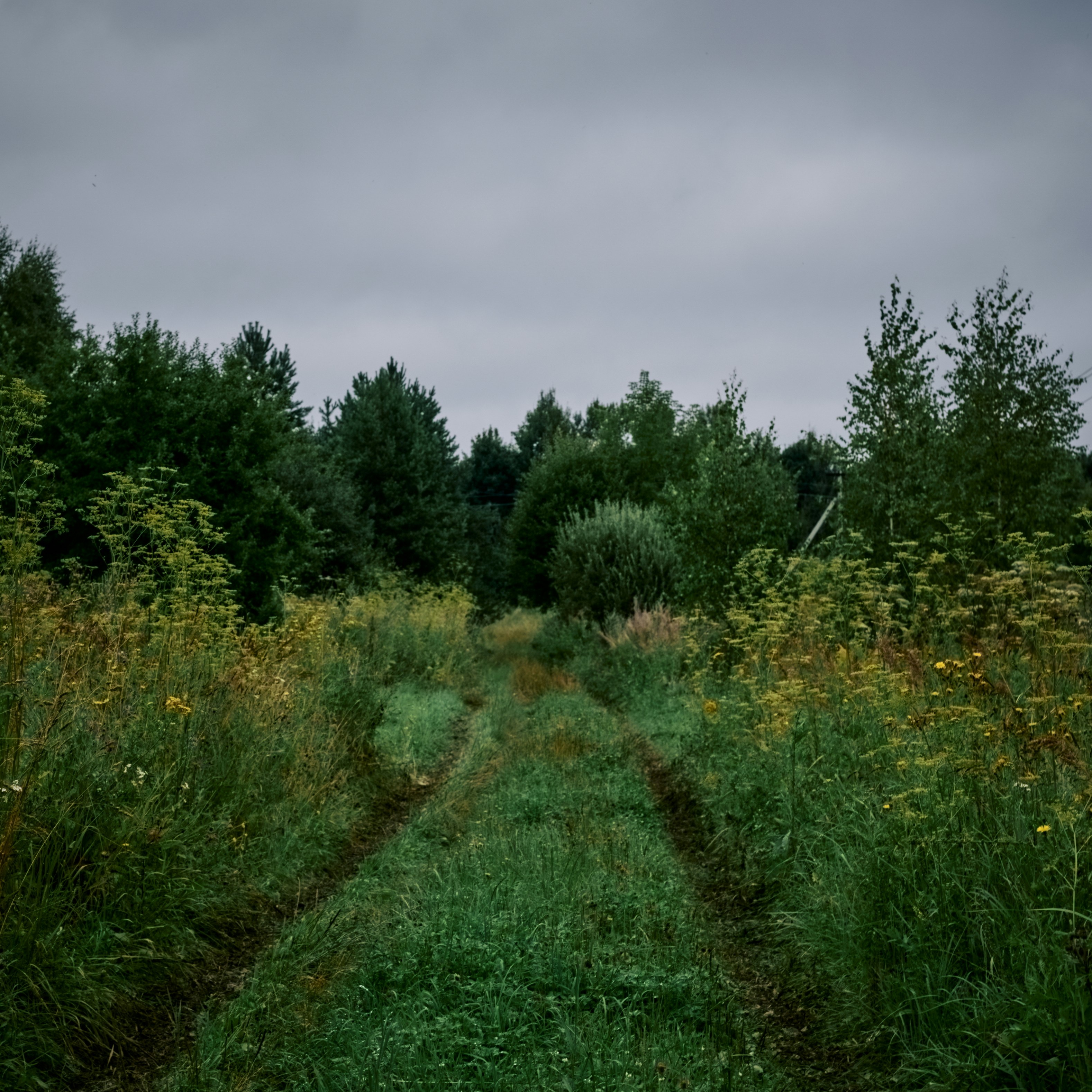 Overgrown Path into a Quiet Wood
