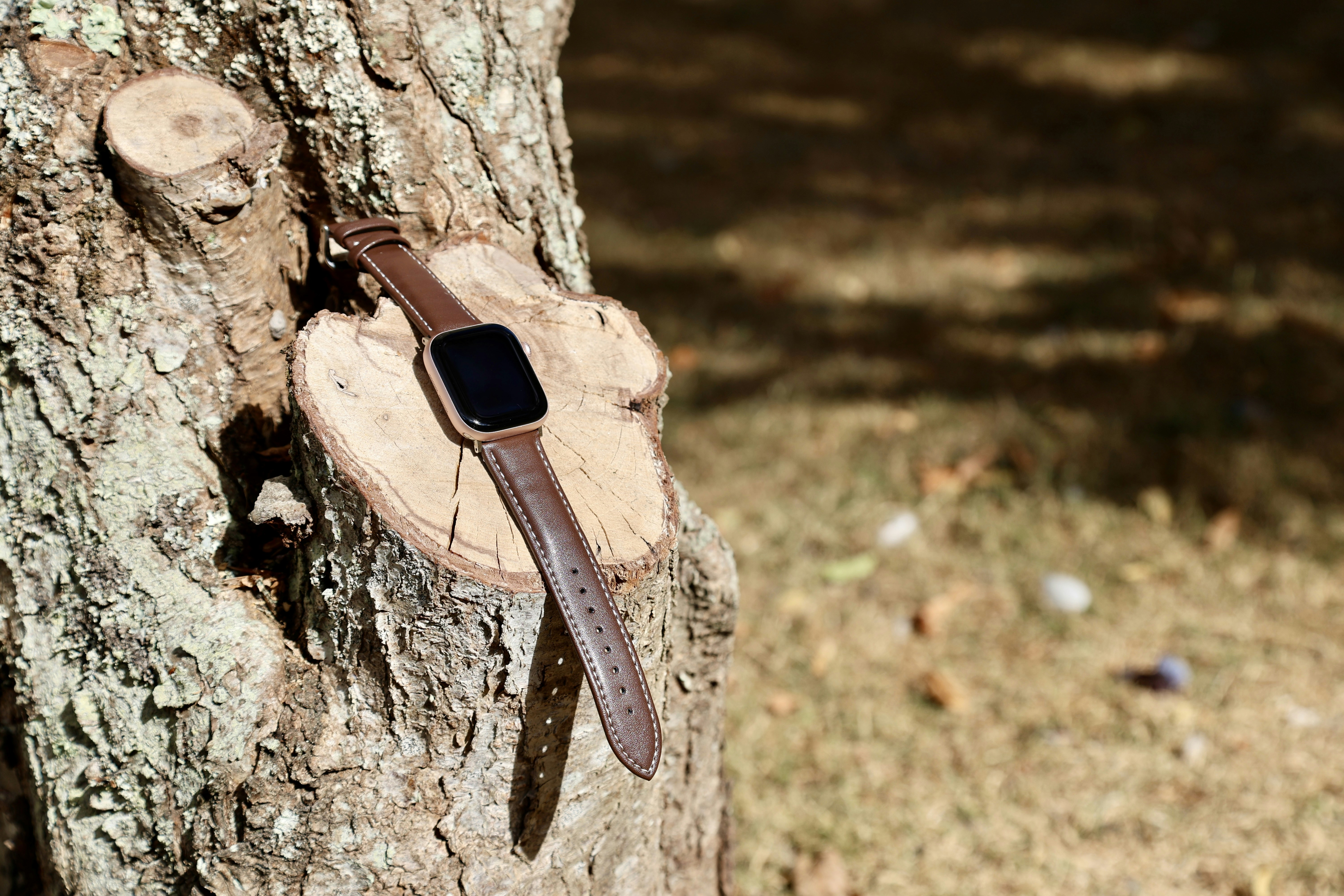 Tree Trunk Spotlight: A Brown Leather Smartwatch Anchors the Bark