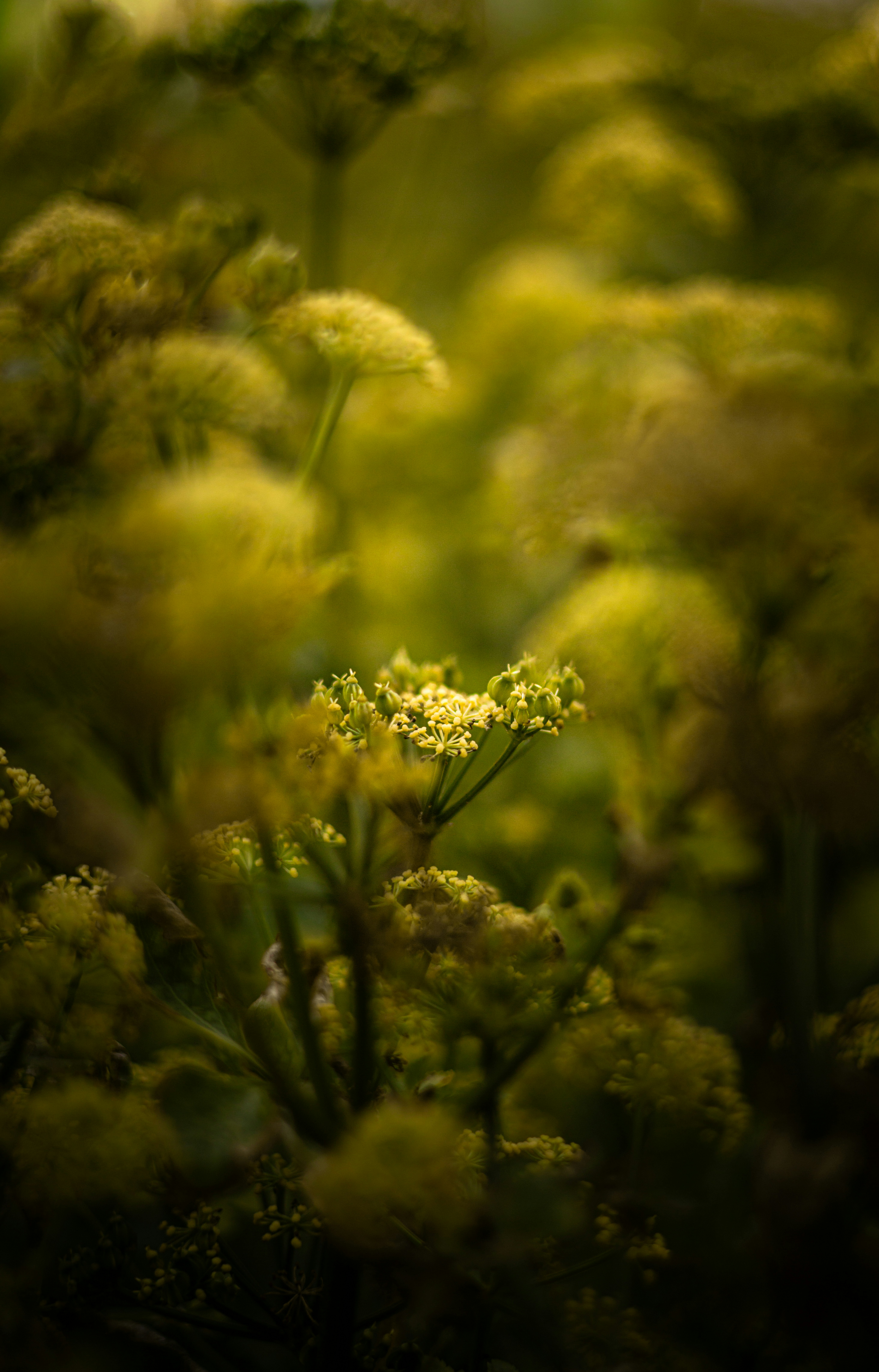 Soft Focus Golden Bloom: an intimate field of hesitating light