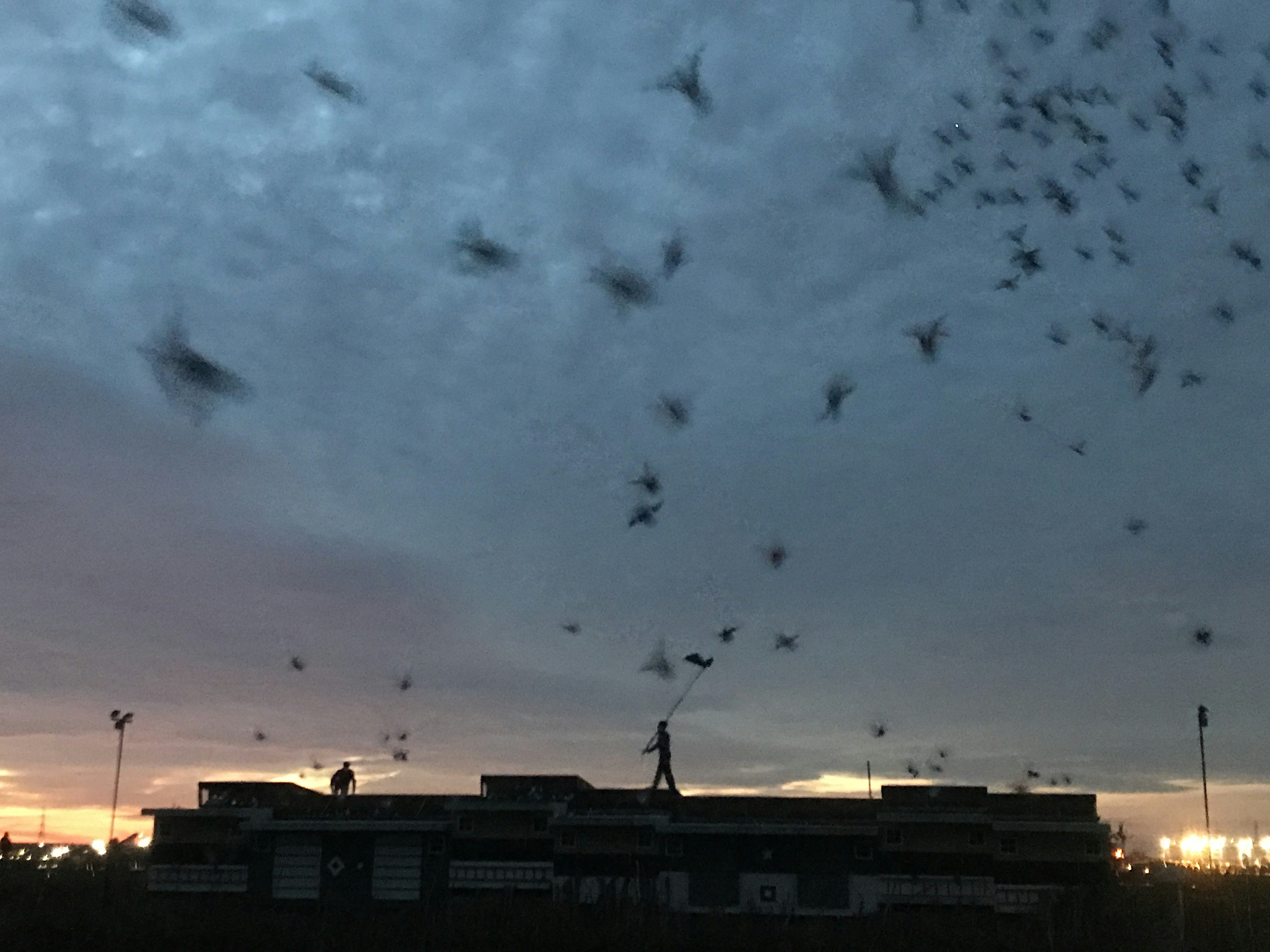 Silhouette of a person walking along a rooftop at sunset with a flock of birds filling the sky.