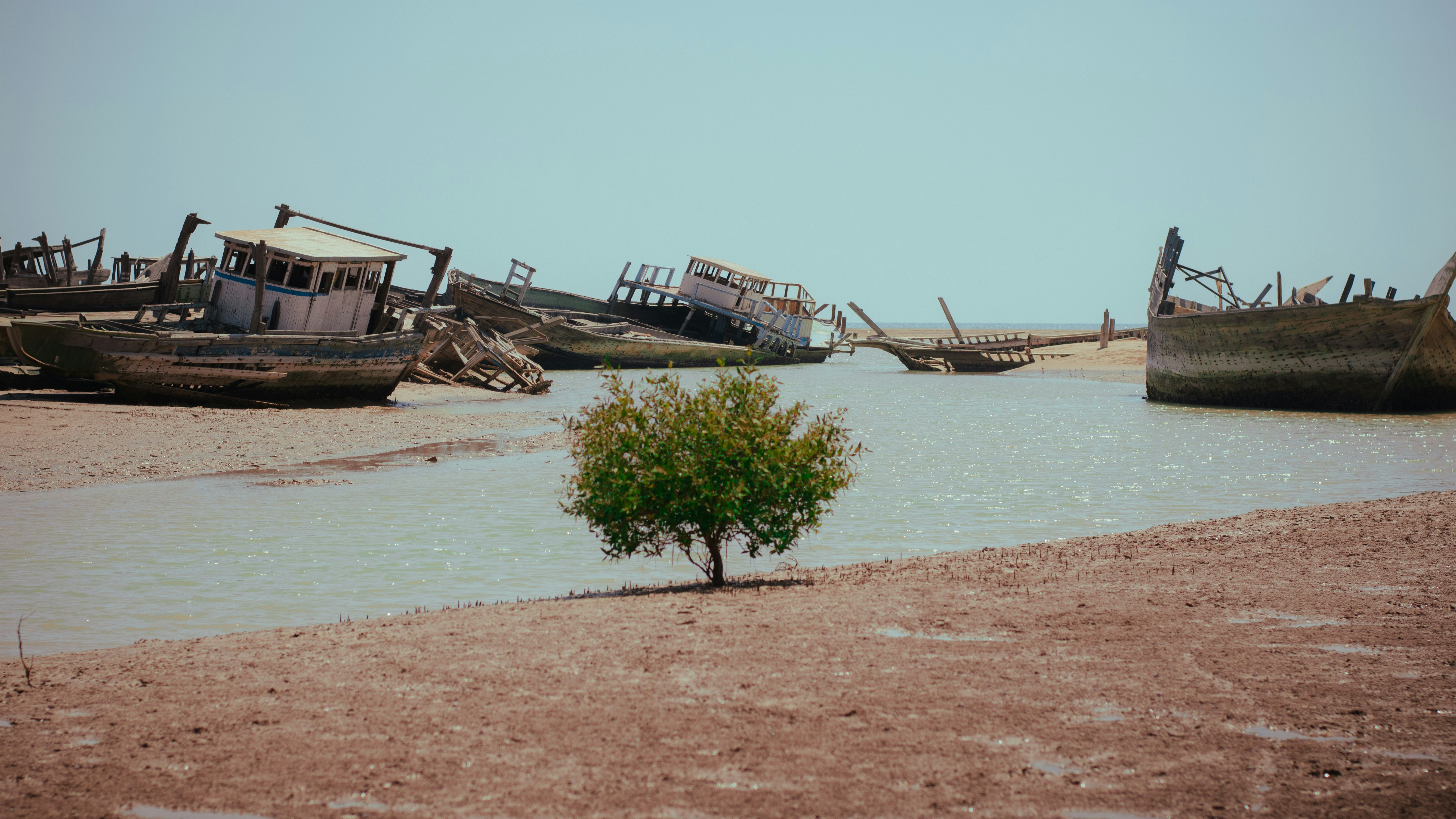 Lonely Tree Upholding the Shore of a Sunken Harbor