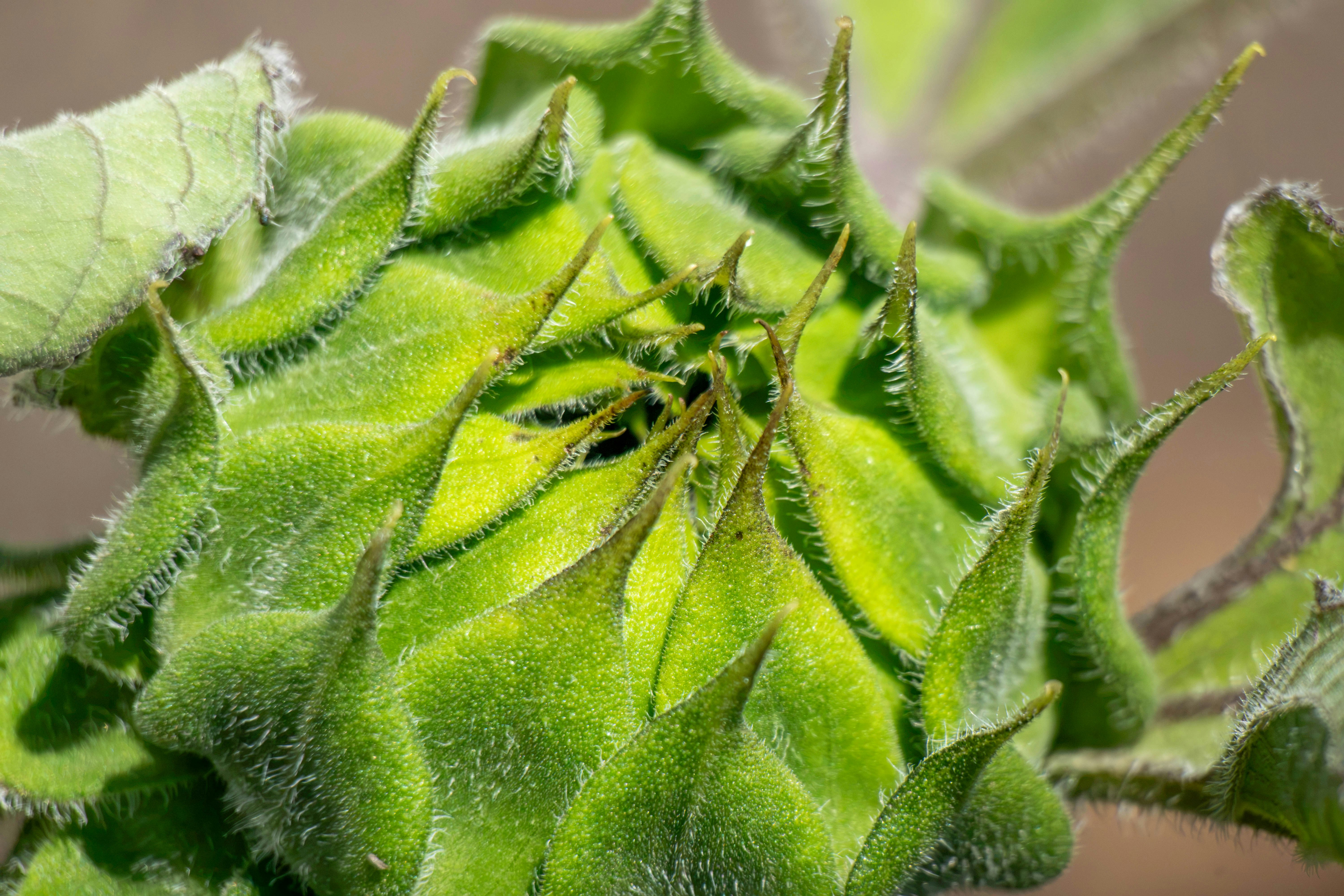 Emerald Armor: Close-Up of a Spiky Green Bud