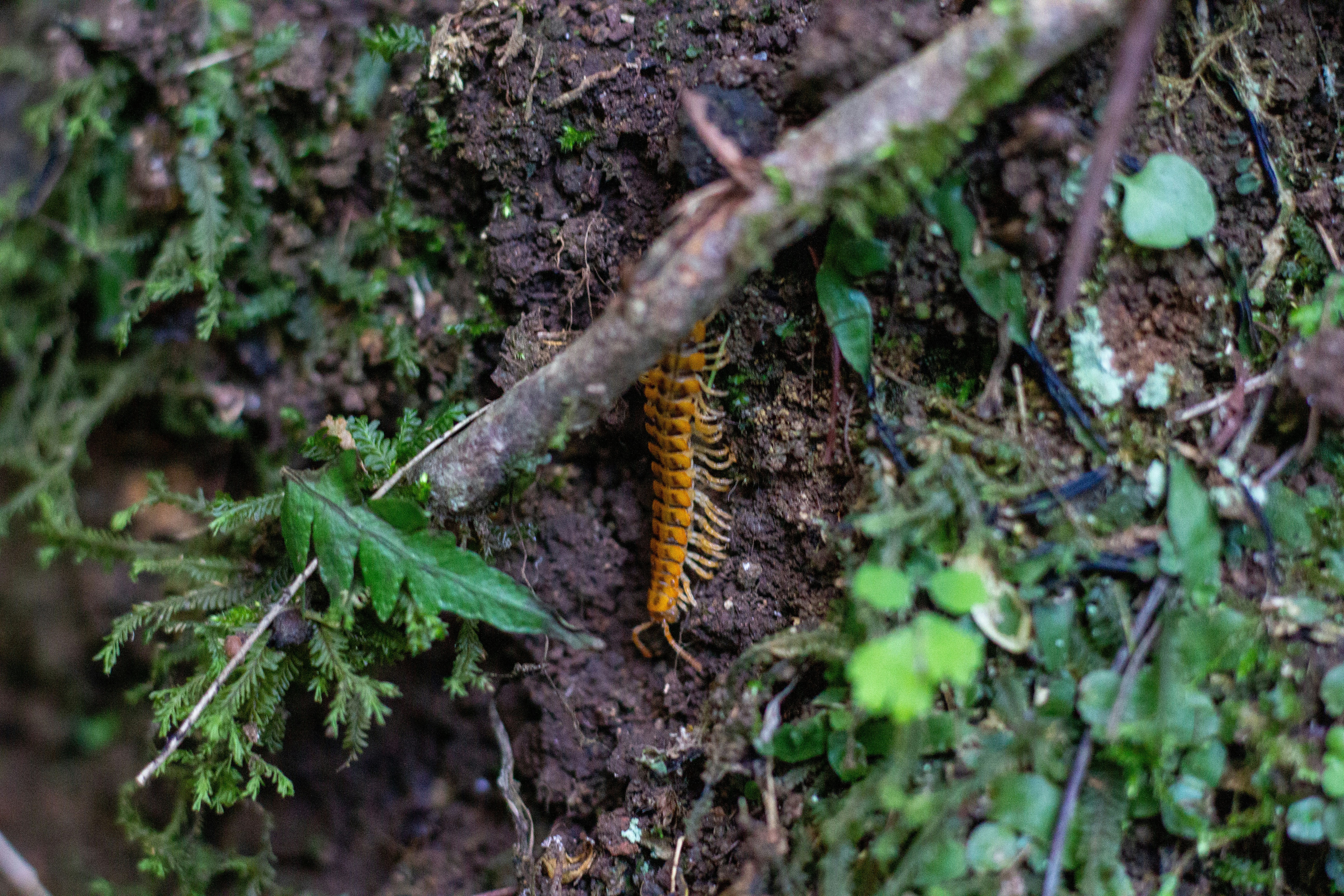 A Tiny Caterpillar on Mossy Forest Floor
