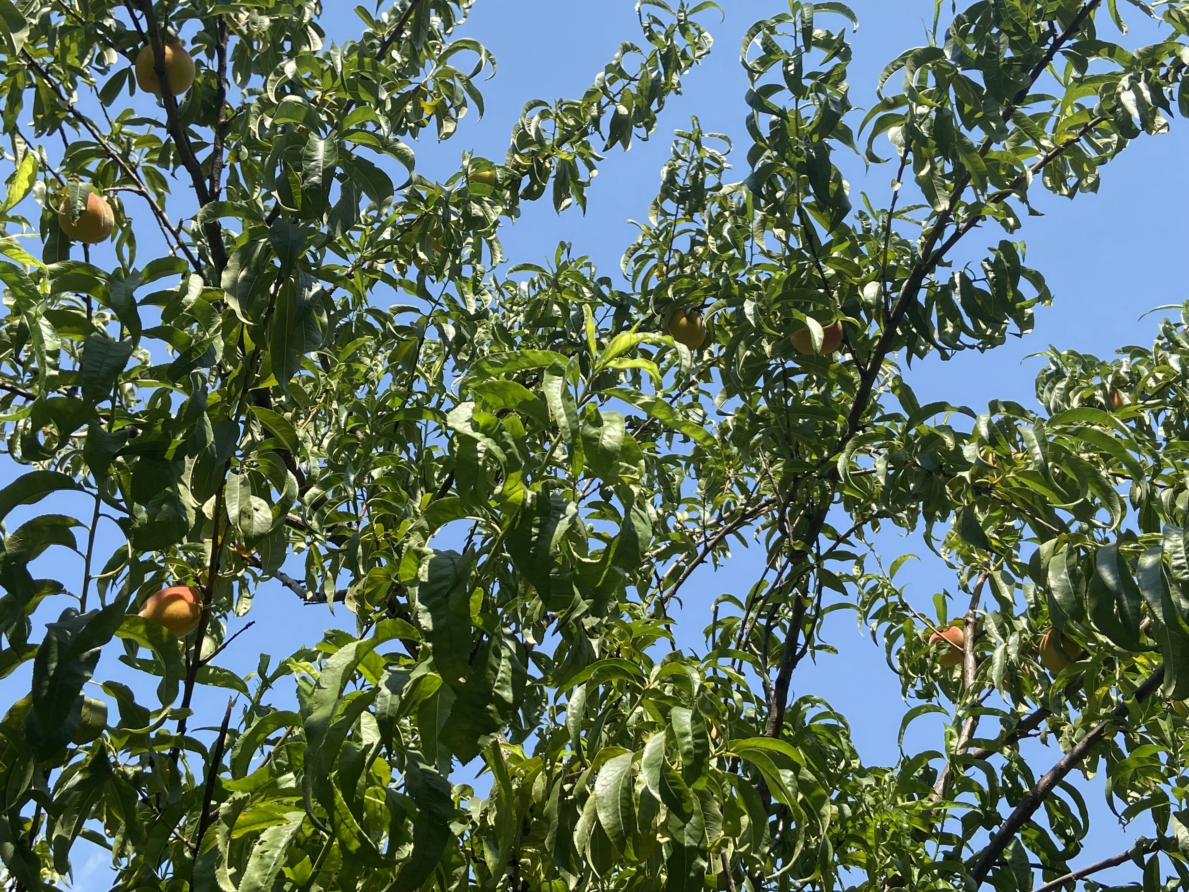 Sunlit branches with ripe oranges against a bright blue sky, captured among lush green leaves in a sunny orchard.