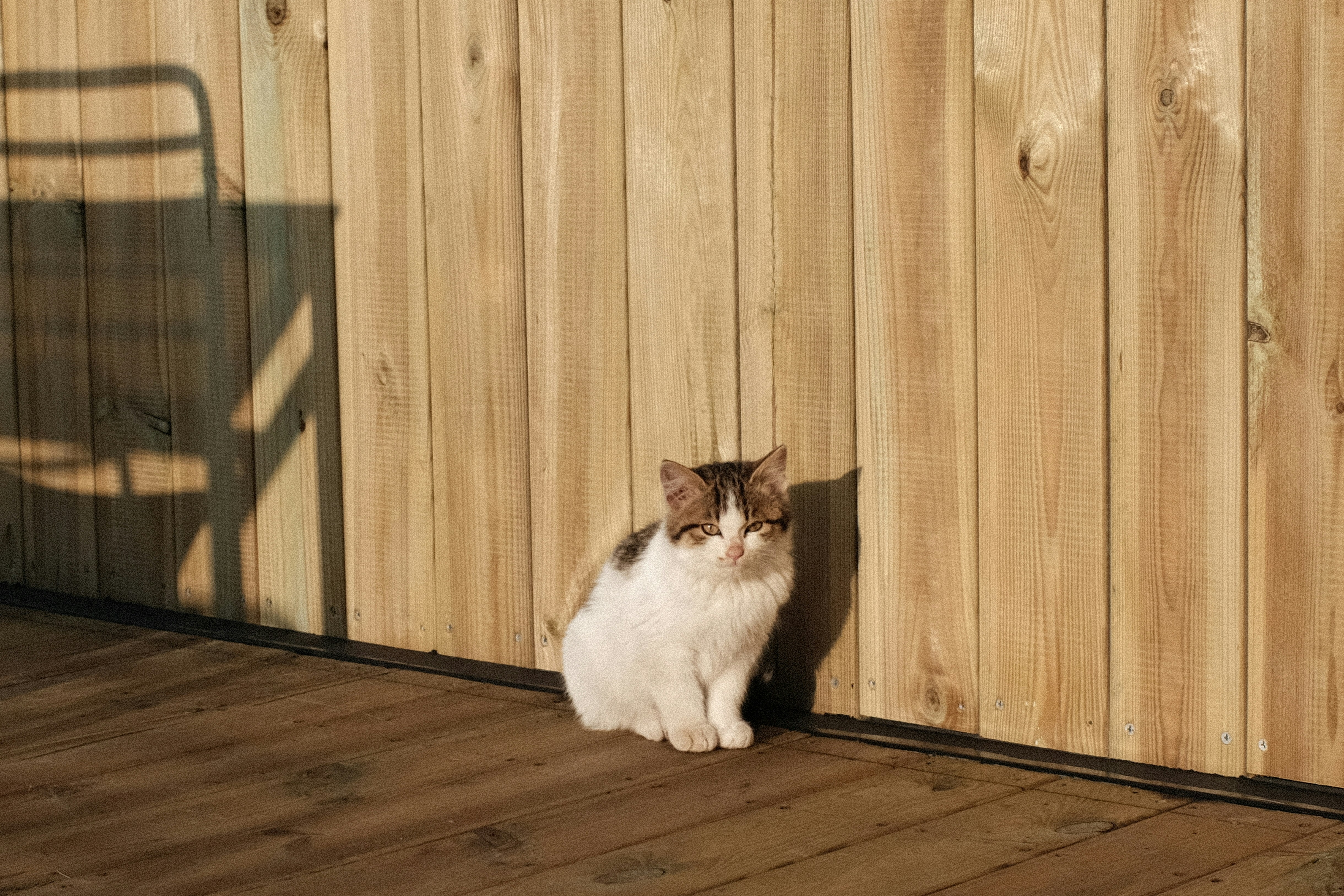 A small white-and-tabby cat sits on a wooden deck against a vertical fence, bathed in warm sun; the scene captures a quiet backyard moment with subtle shadows.