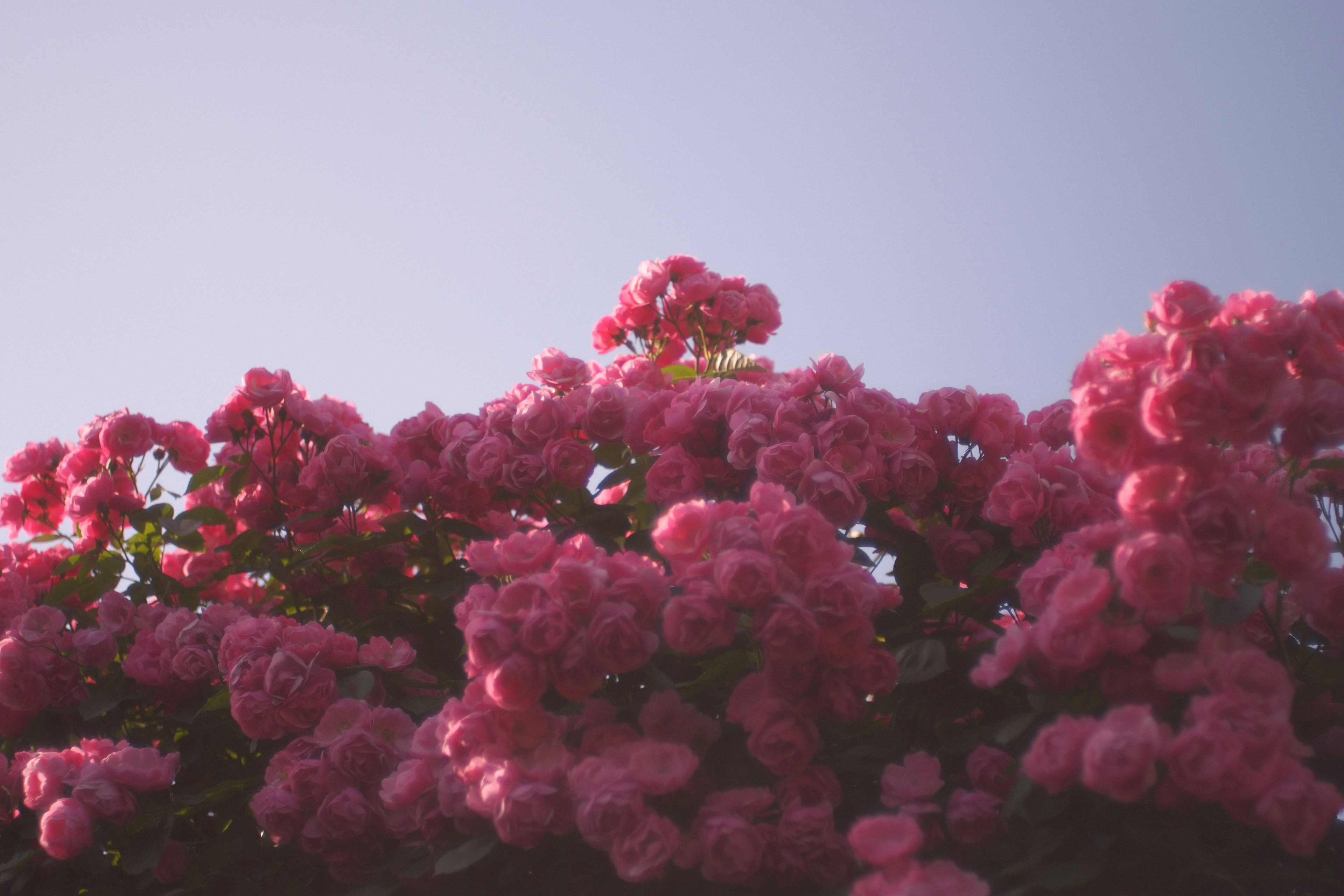 Rose Cascade Under a Clear Blue Ceiling