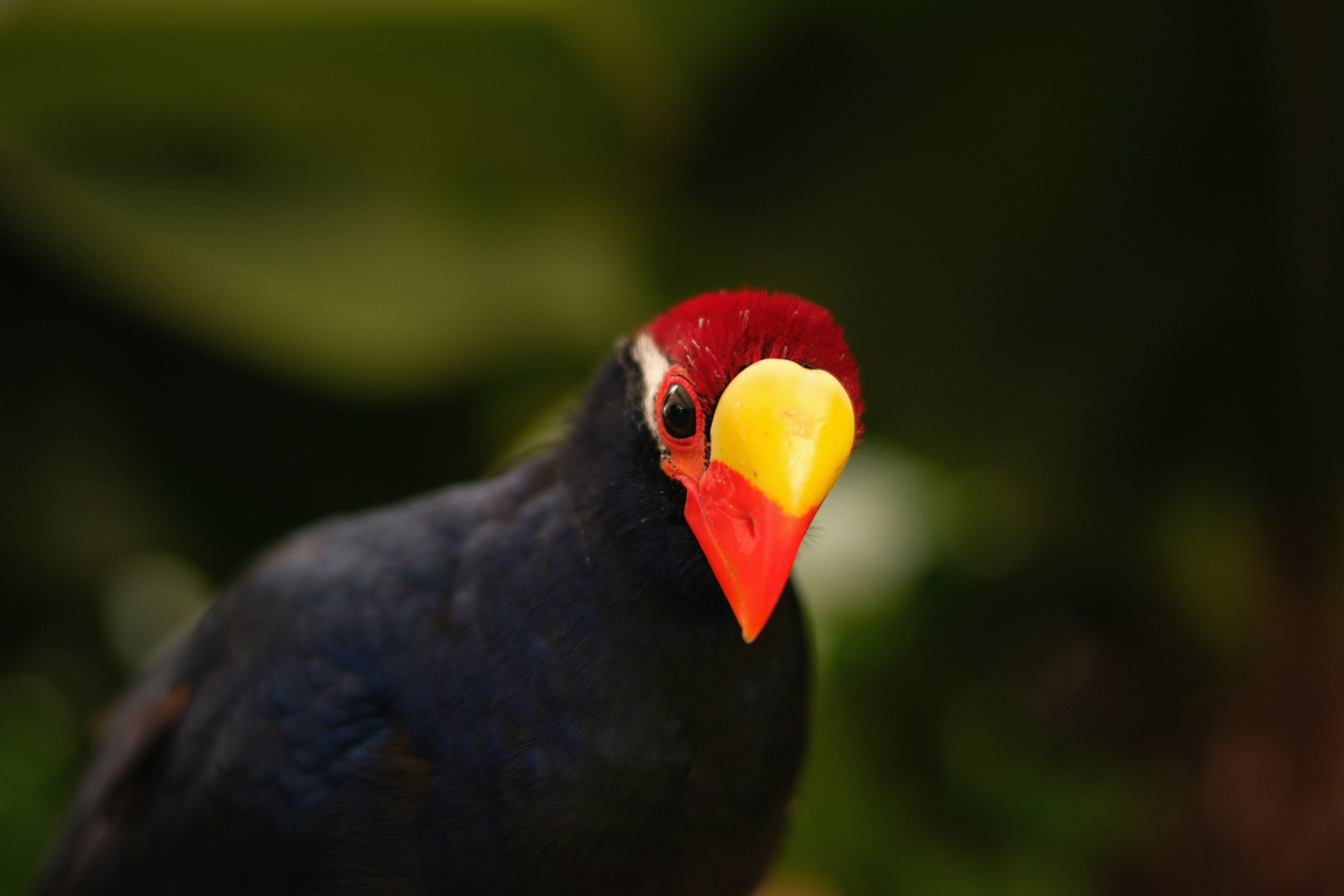 Crimson Beak, Quiet Gaze: A Tropical Sunbird in Focus