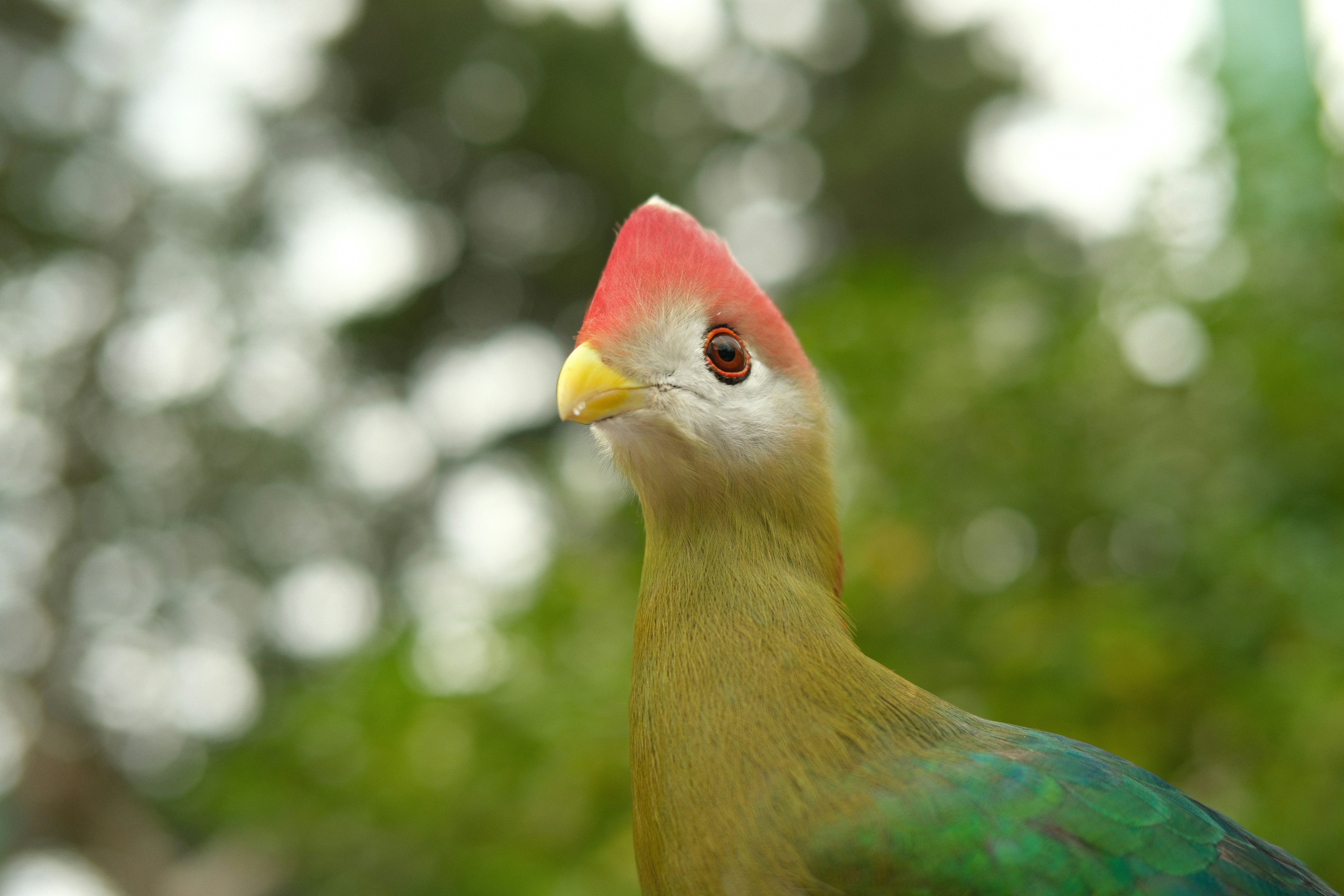 Crowned in Color: A Close-Up of a Golden-Caced Warbler Adorned with Green Sheen