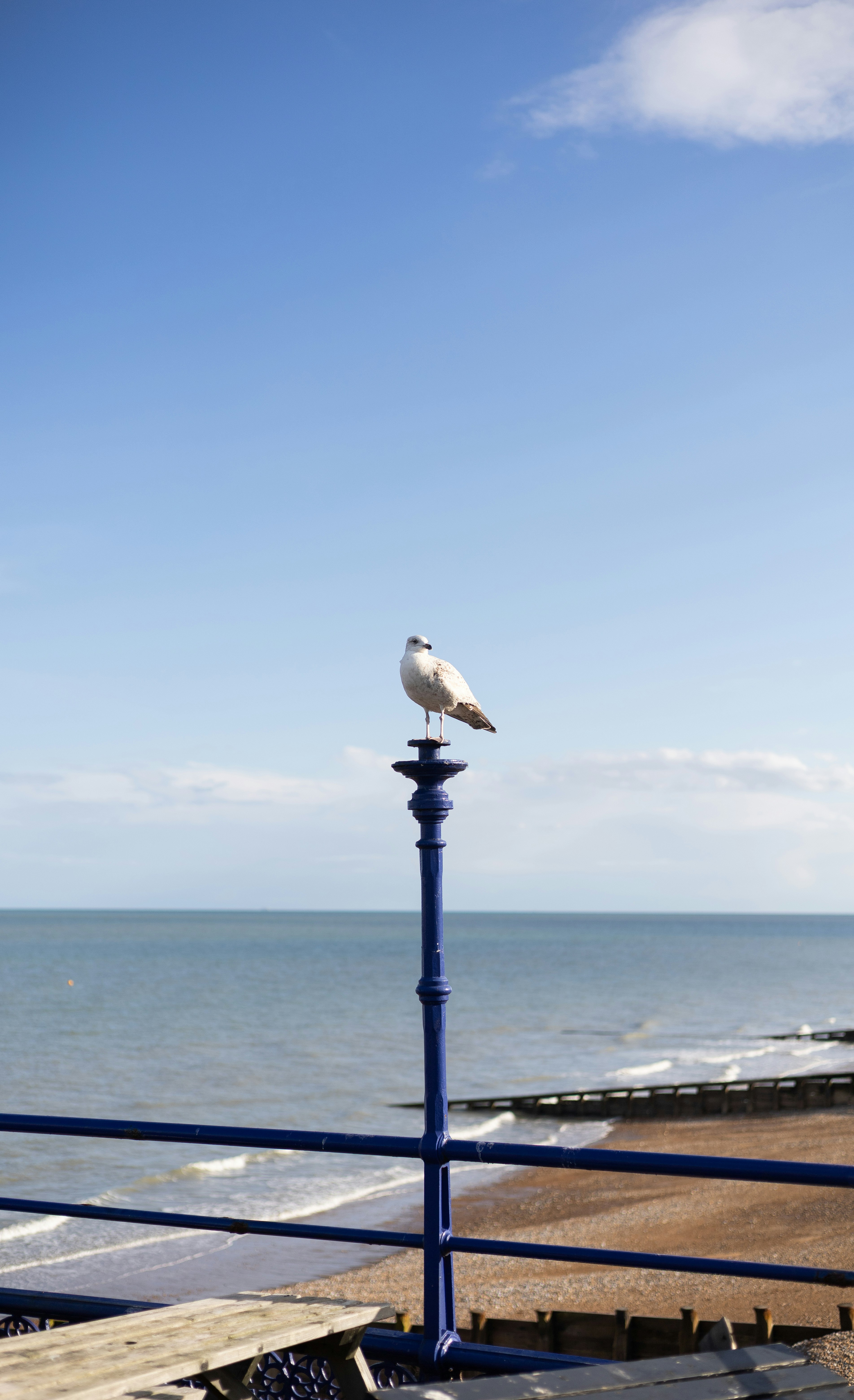 Seagull Sentinel on the Sunset Rail