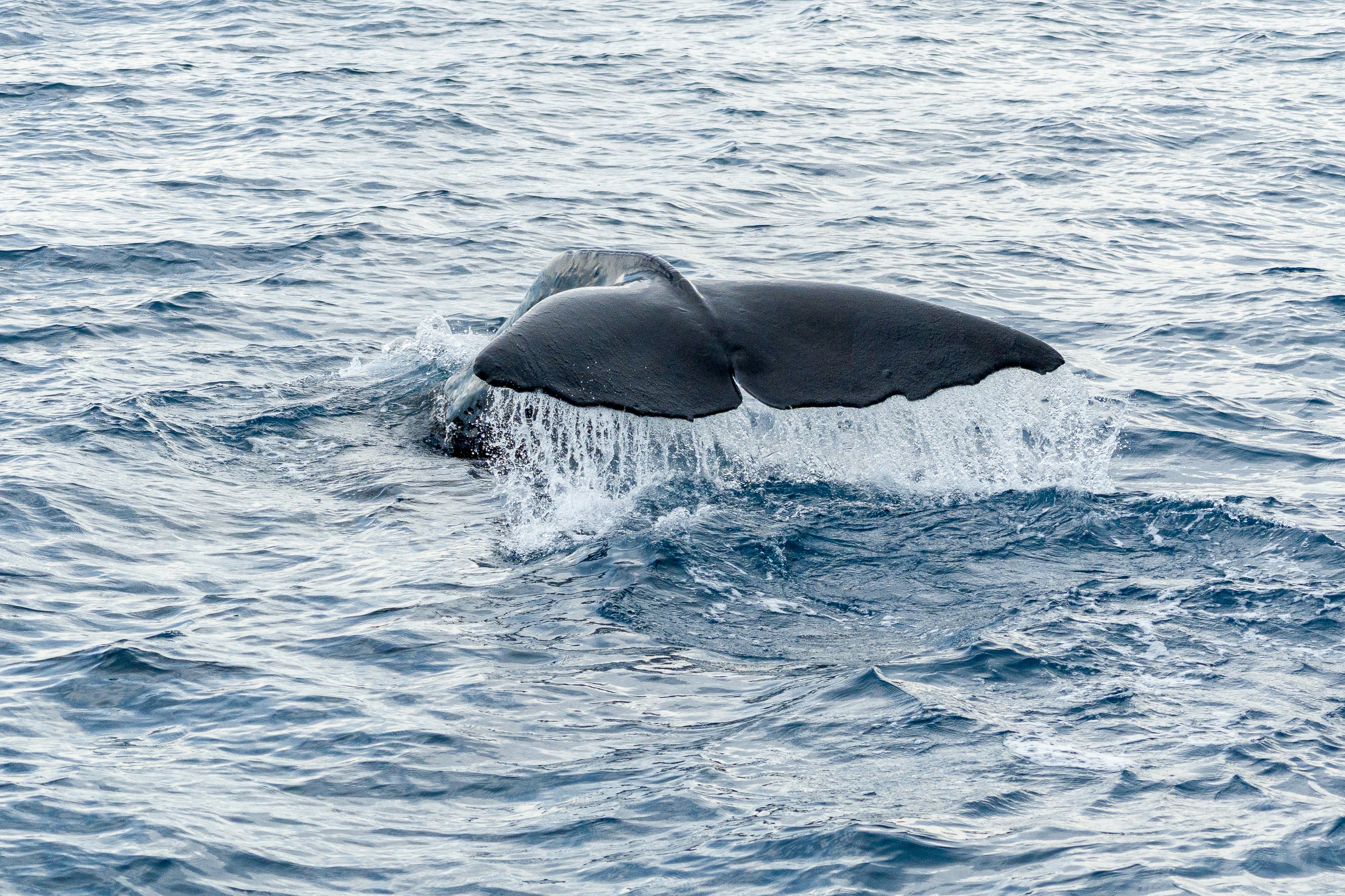 Breaching Silence: The Whale’s Tail Lifts Over Ocean Knickpoints