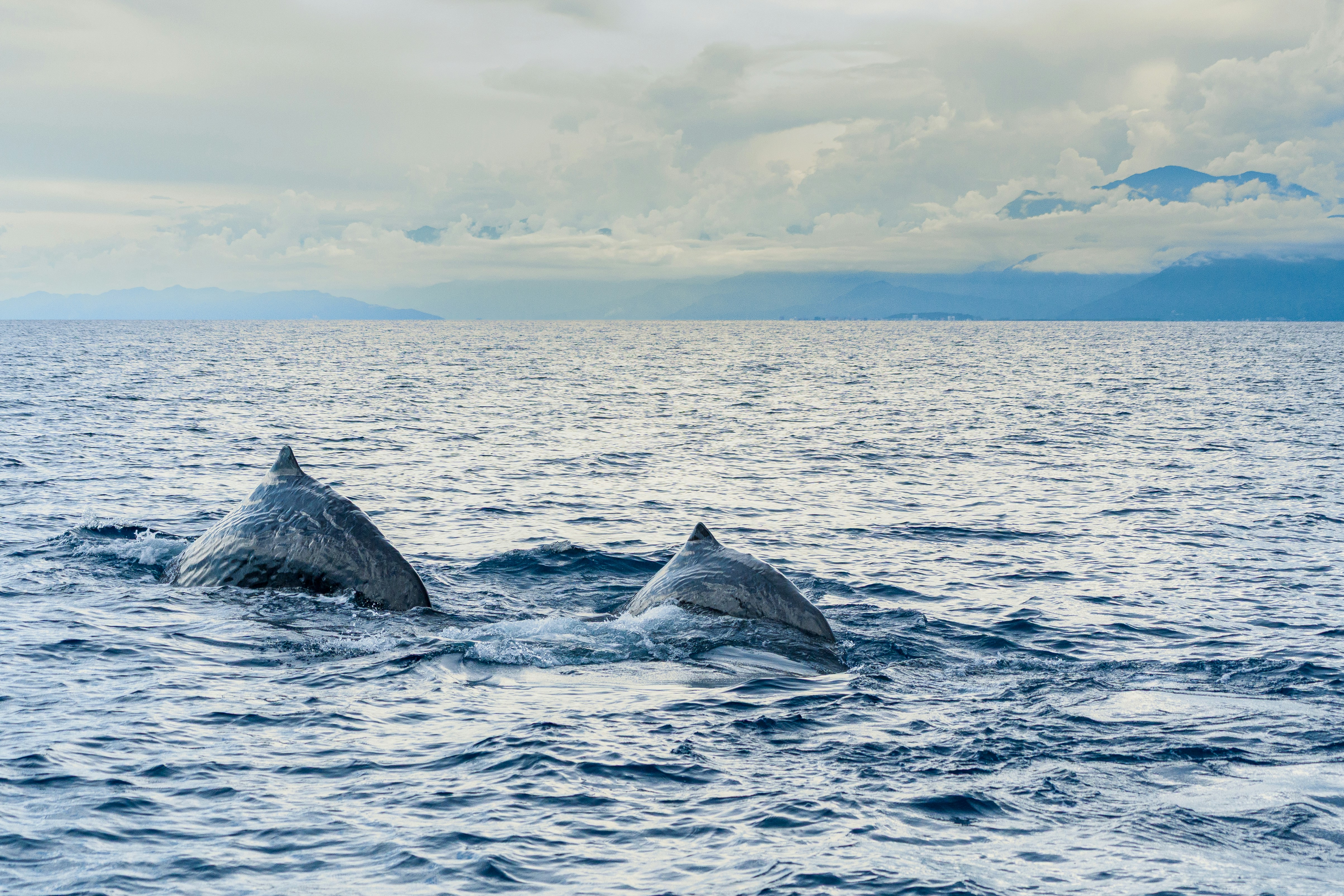 Twin Spouts Above the Pacific: A Quiet Moment with Giants