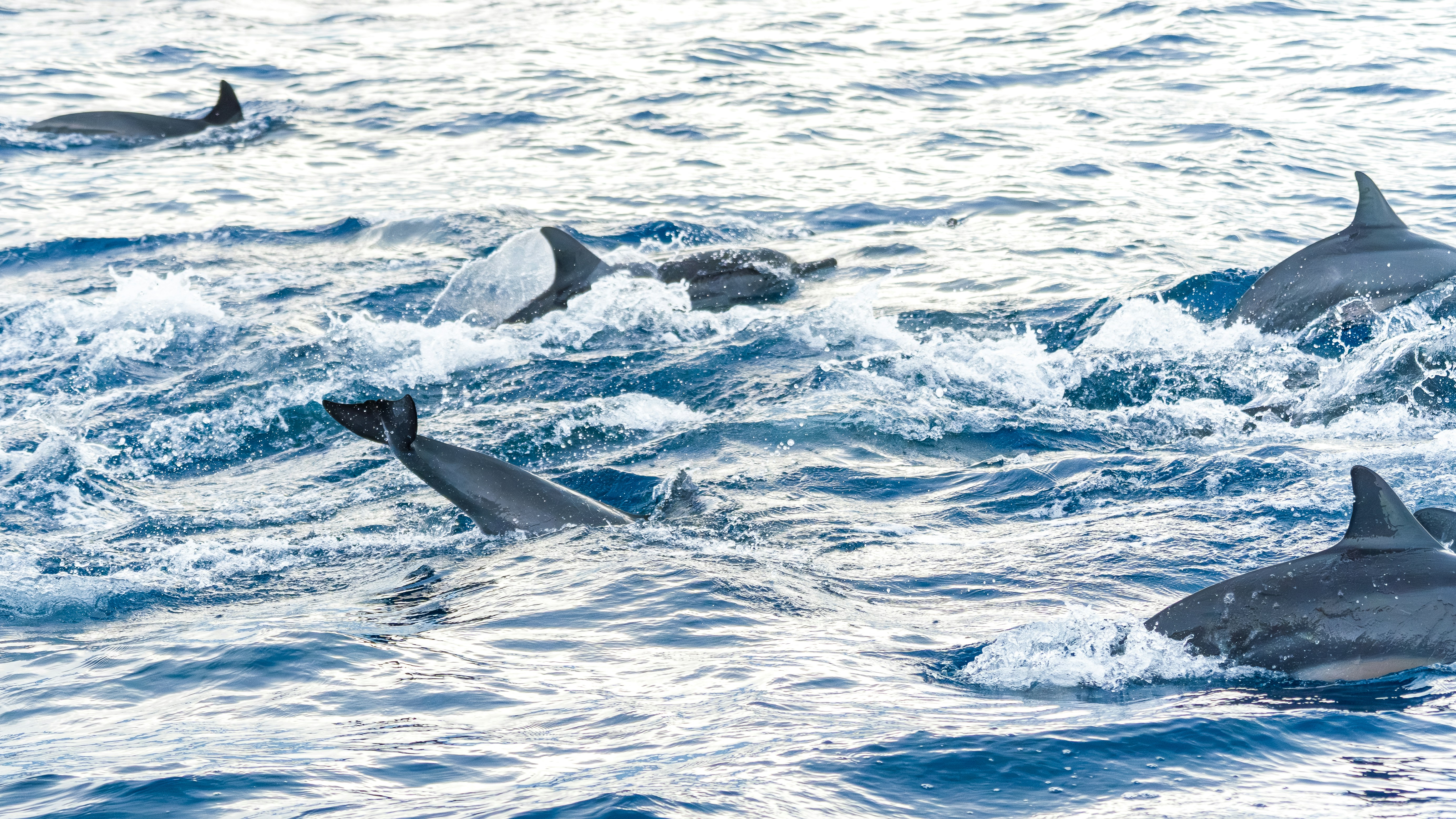 Dolphin Choir at Waterline