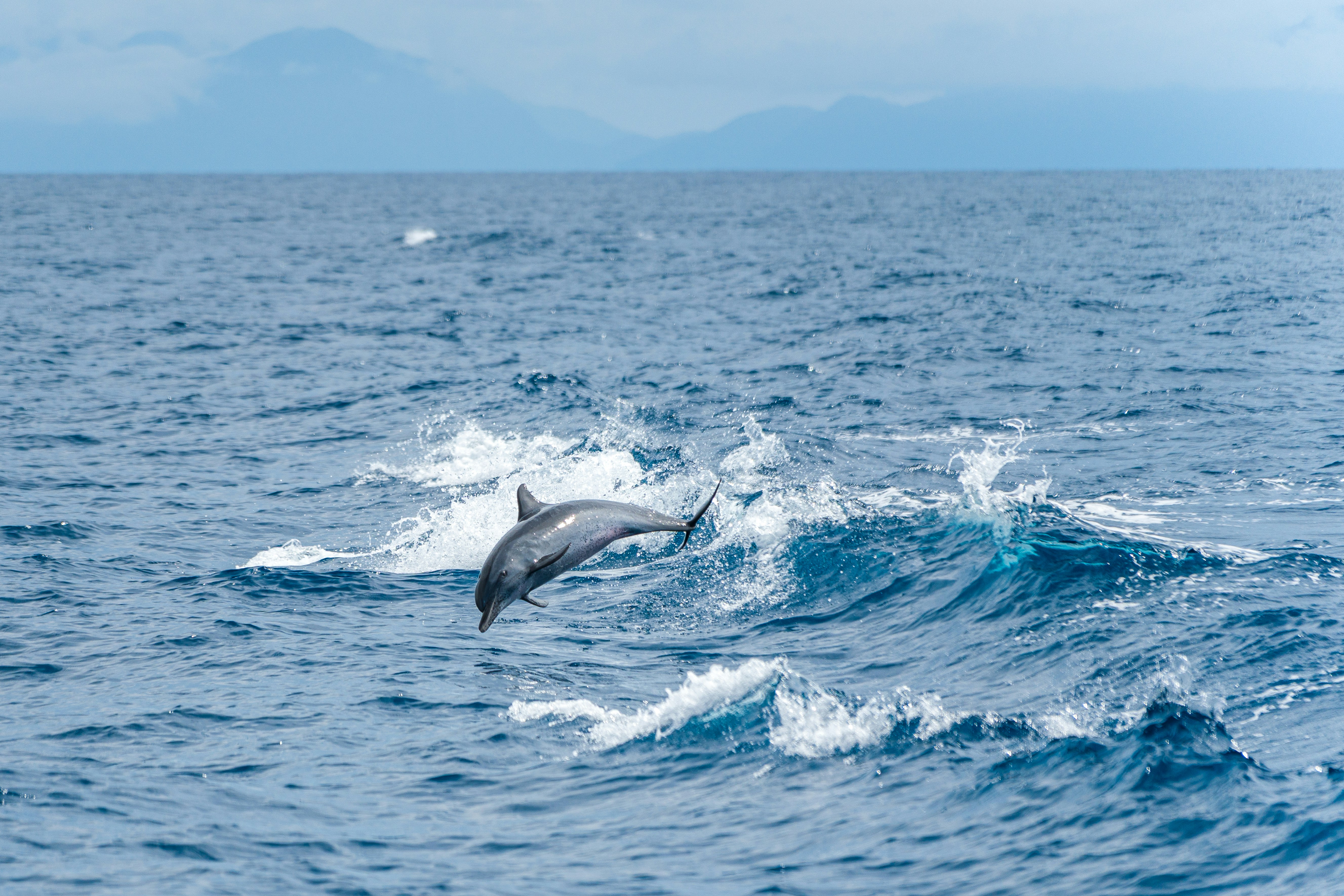 Dolphin Arc: Aerial Leap Over Cresting Ocean